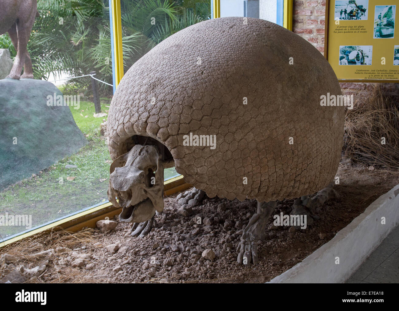 complete skeleton gliptodonte in the Museum of Nature Stock Photo - Alamy