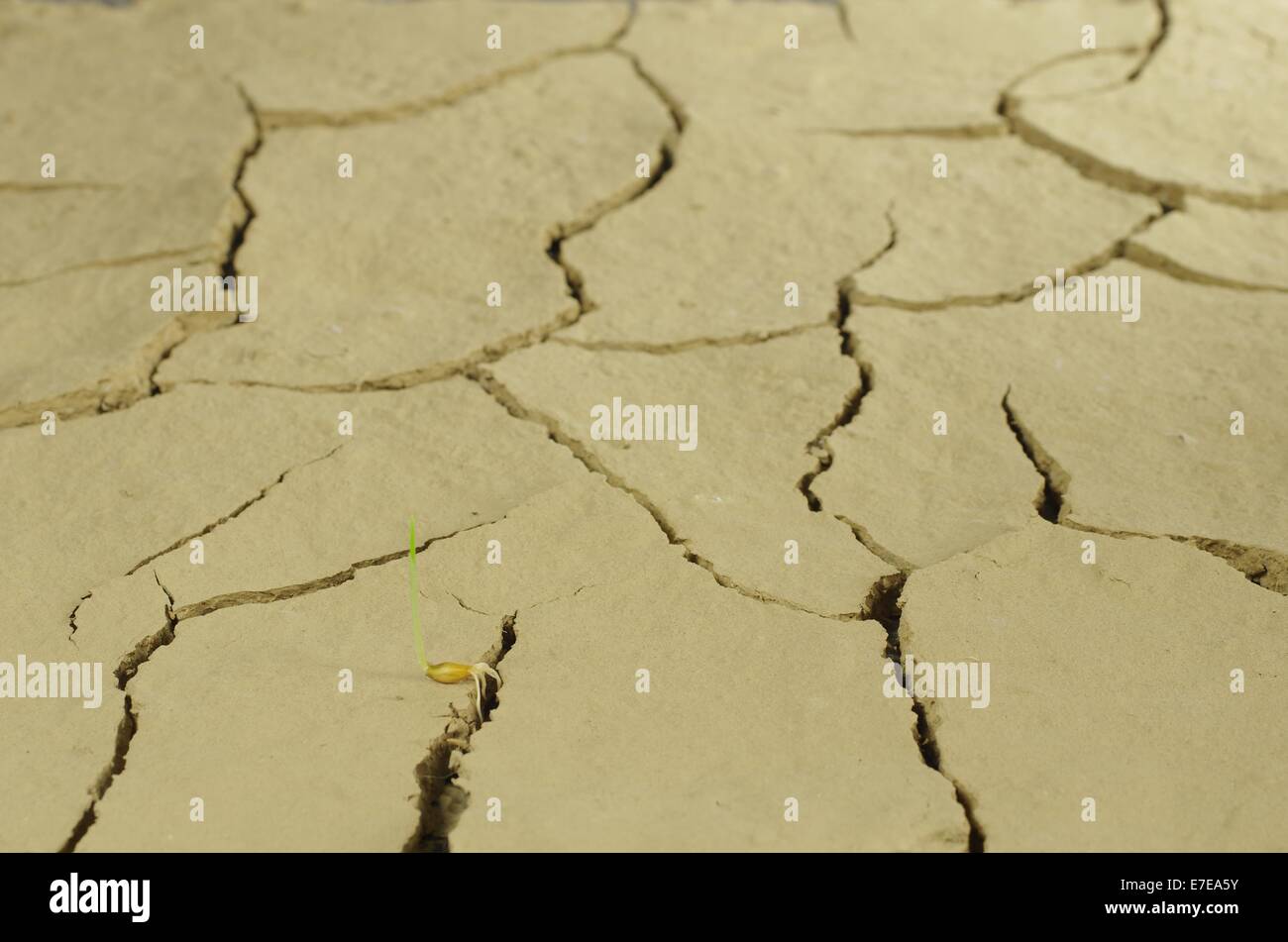 cracked dry ground with growing cereal's grain Stock Photo - Alamy