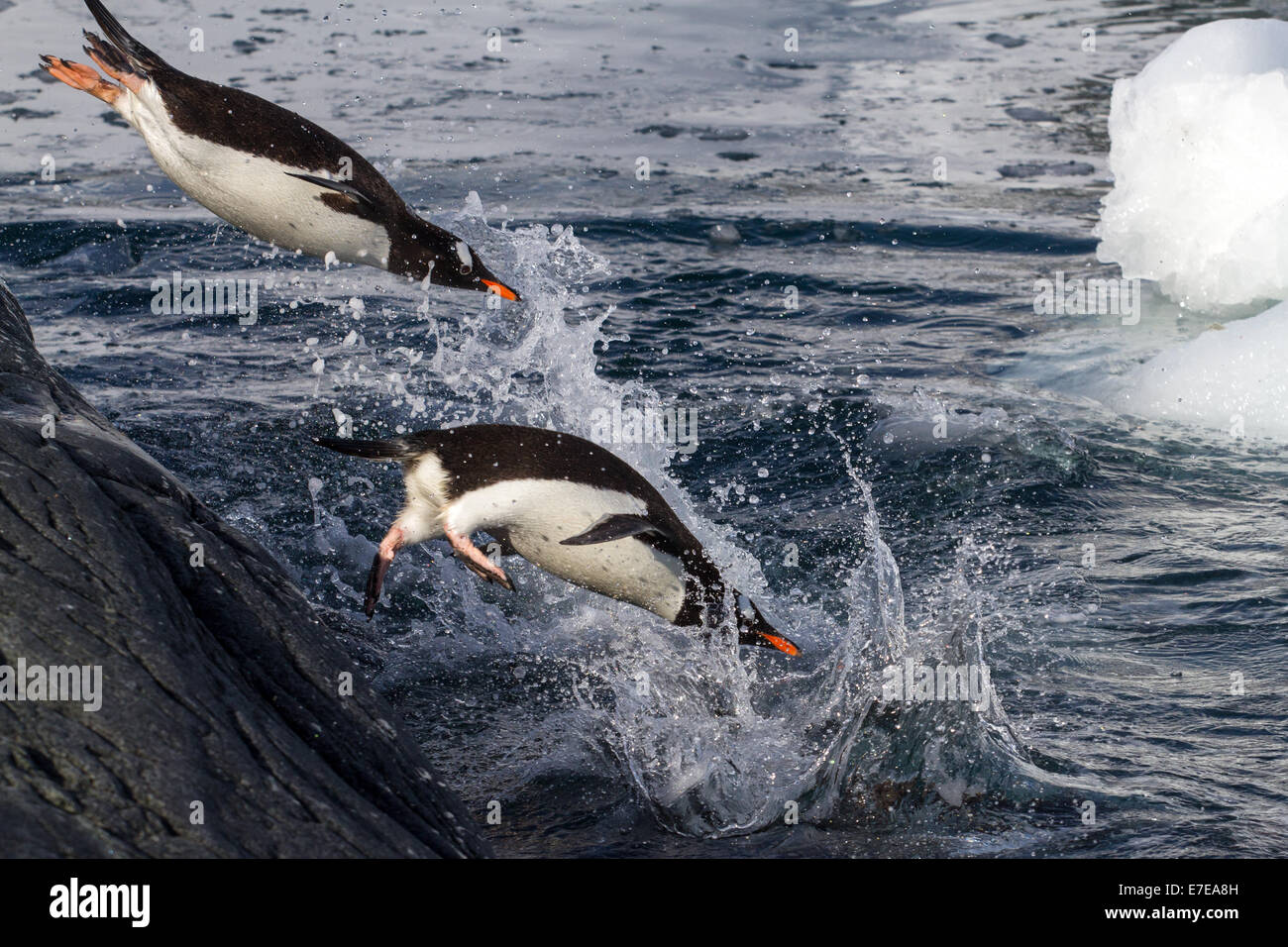 Penguins jumping hi-res stock photography and images - Alamy