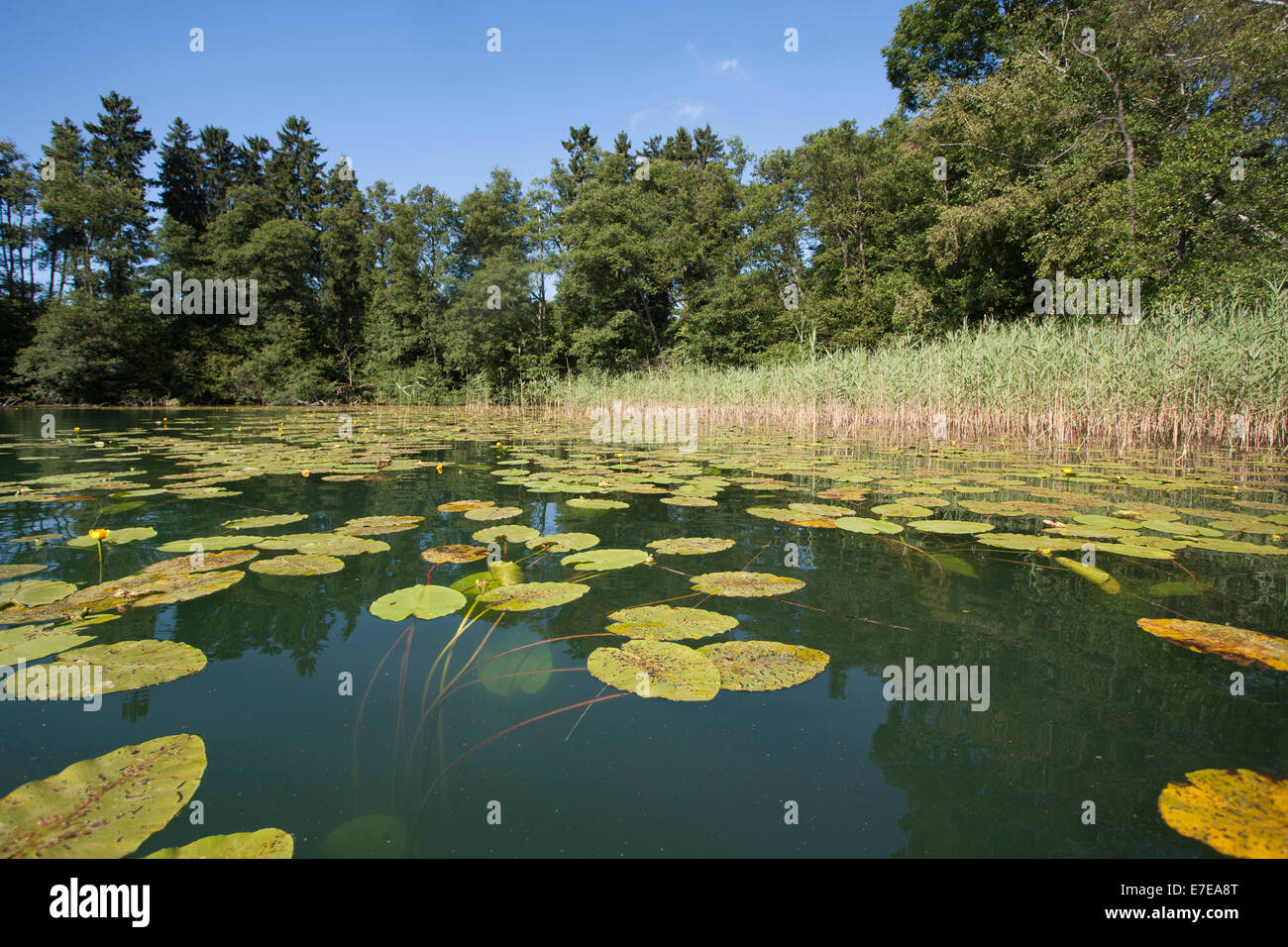 Pond lilies hi-res stock photography and images - Alamy