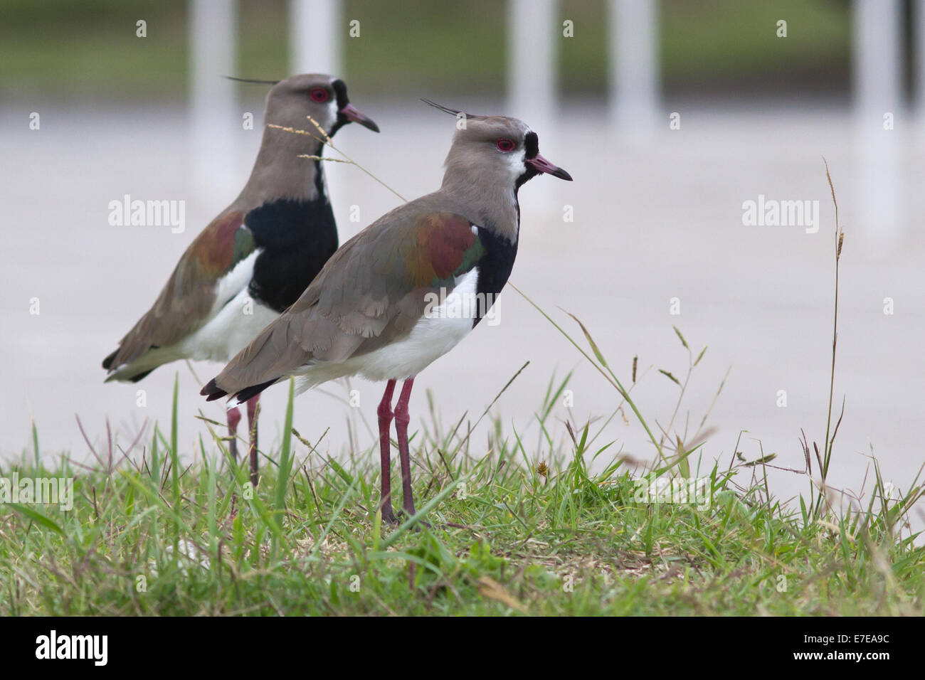 Southern Lapwing pair who stand on the green lawn Stock Photo - Alamy