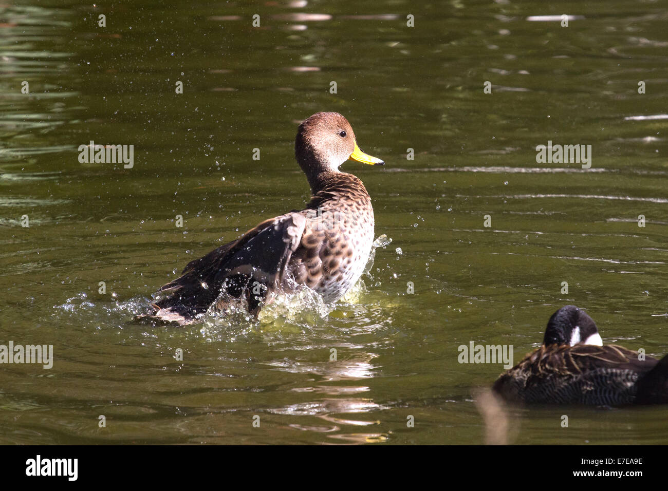 Yellow-billed or Brown Pintail which cleans feathers Stock Photo - Alamy