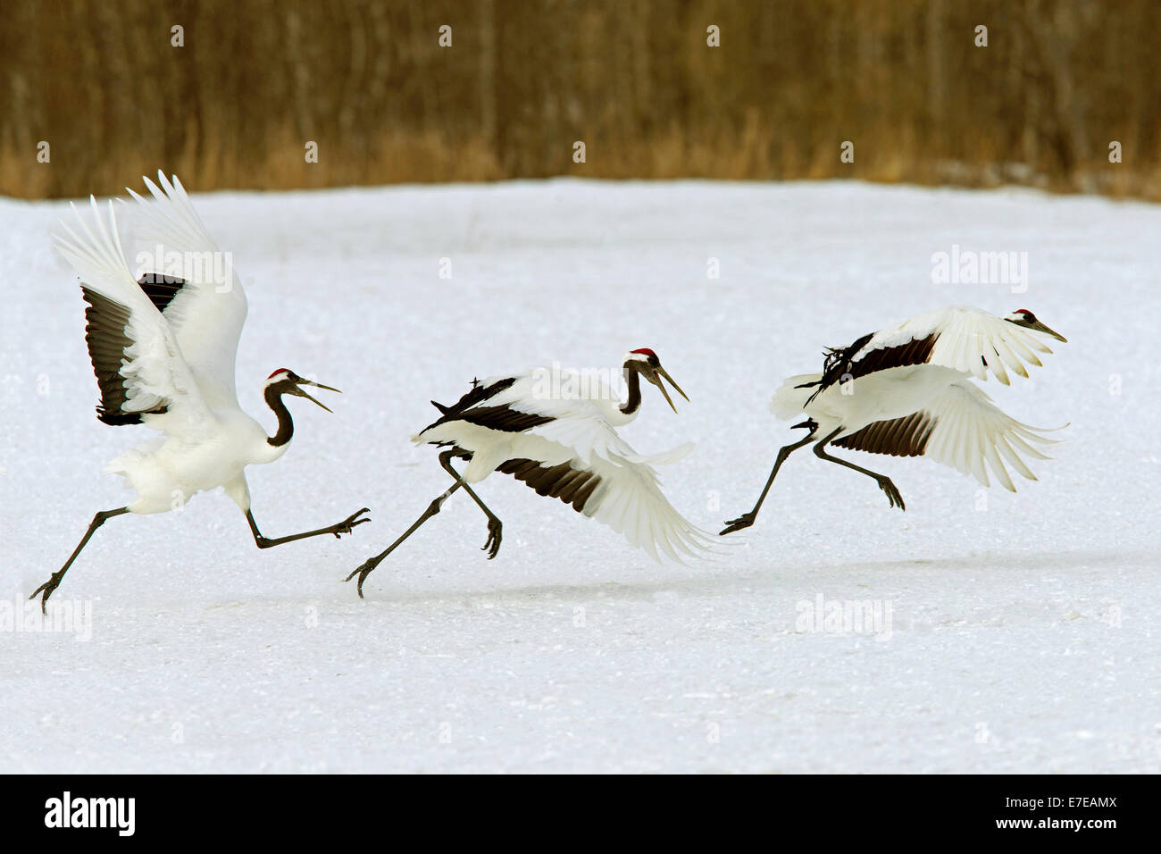 Red Crowned Crane High Resolution Stock Photography and Images - Alamy