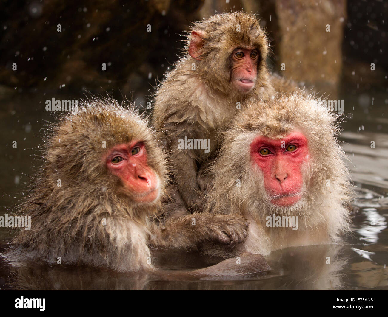 Hot spring in snow hi-res stock photography and images - Alamy