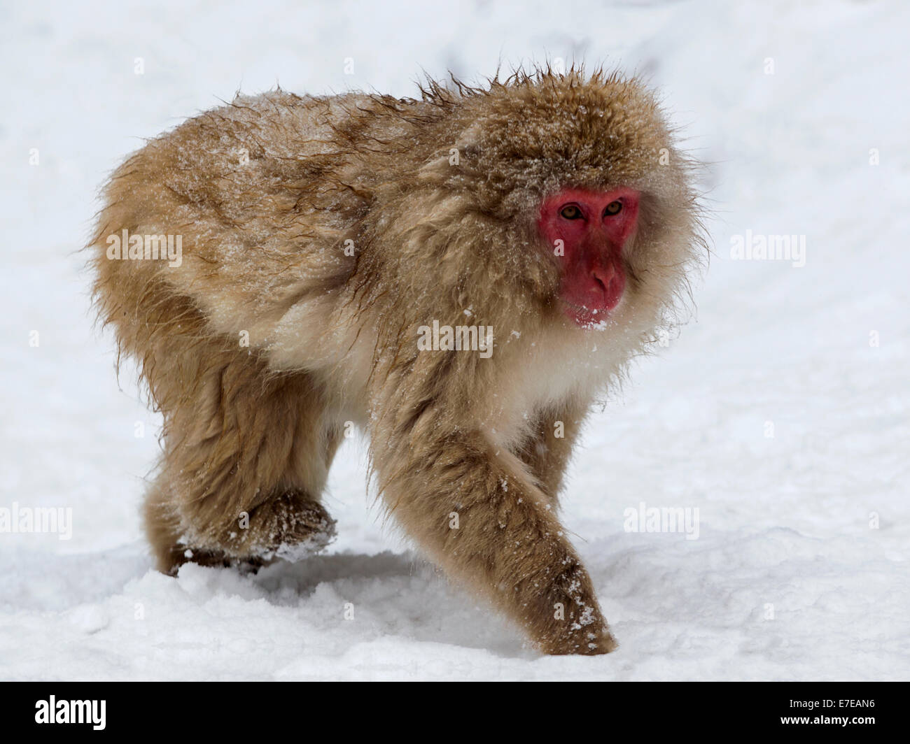 Japanese macaque, snow monkey walking over snow Stock Photo - Alamy