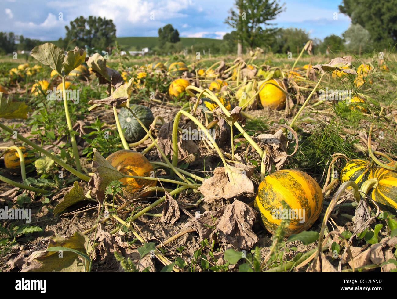 Fall ripe hi-res stock photography and images - Alamy
