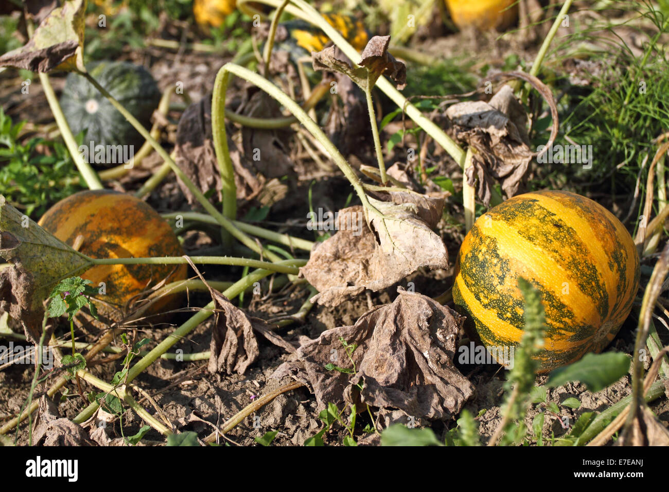 Fall ripe hi-res stock photography and images - Alamy