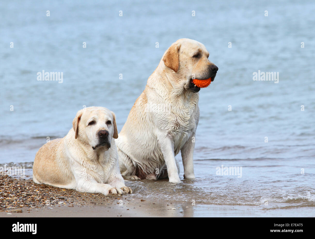 Adorable labradors hi-res stock photography and images - Alamy