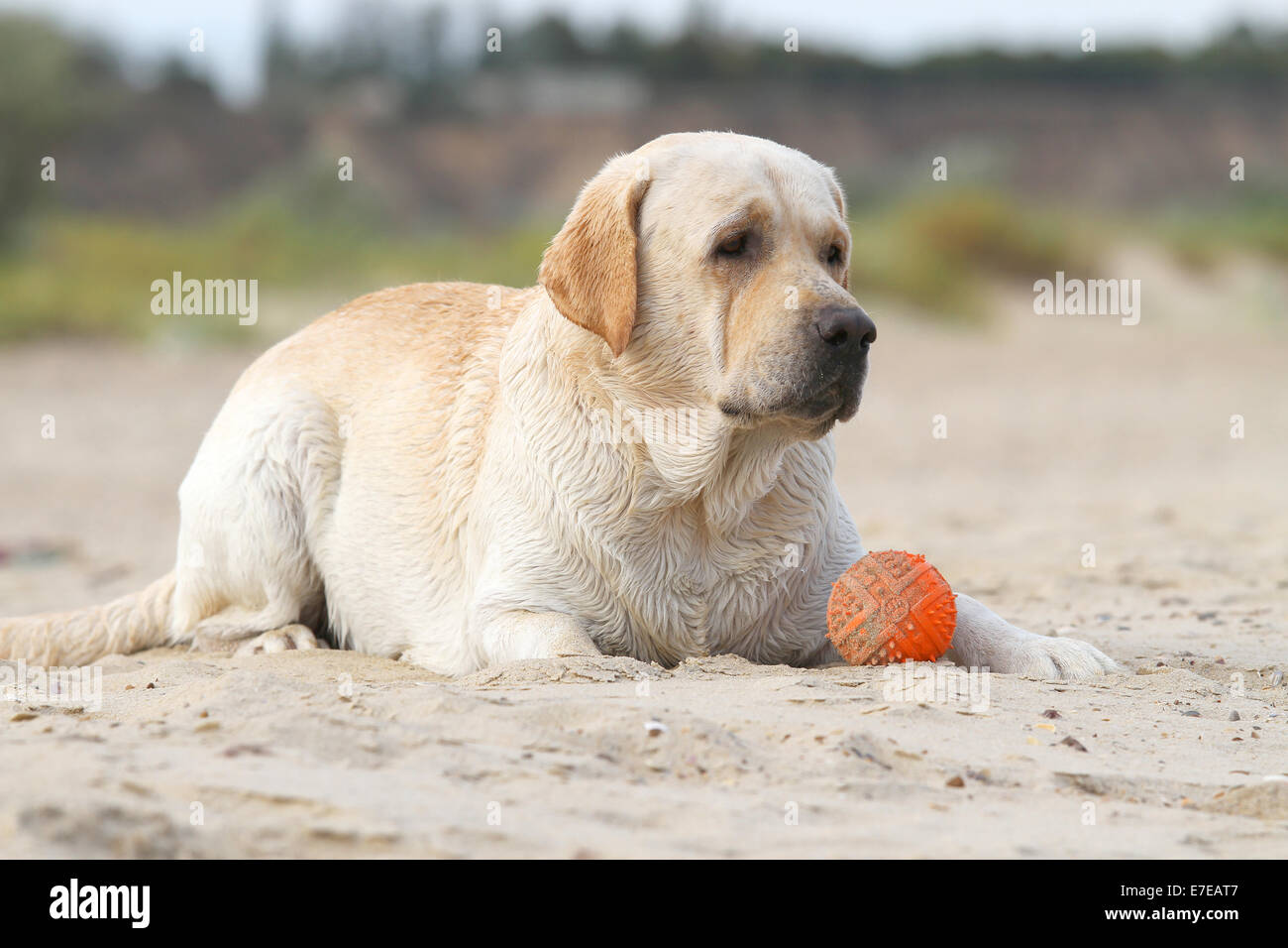 yellow labrador playing with an orange ball in sand Stock Photo - Alamy