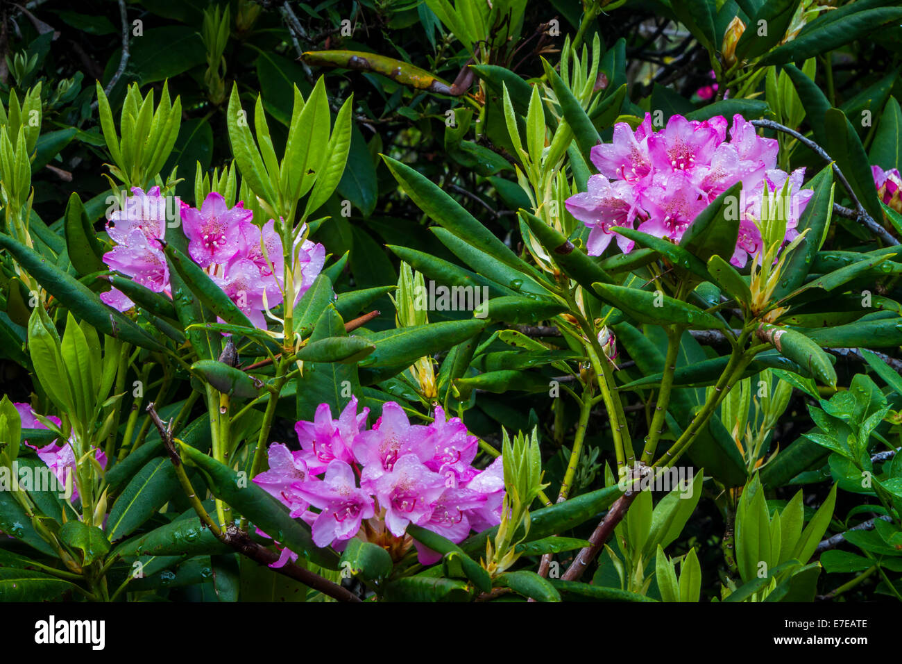 Rhododendrons in the forest of Yaquina Bay State Park, Newport, Oregon ...