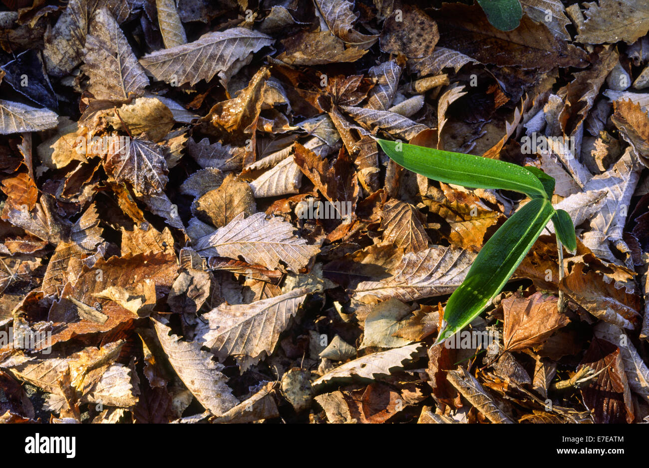 GREEN SHOOTS GROWING THROUGH AUTUMN LEAVES Stock Photo - Alamy