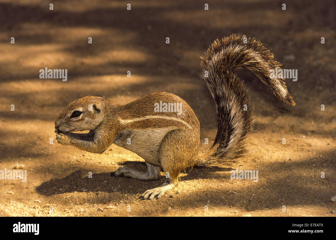 CAPE GROUND SQUIRREL IN THE KALAHARI (Xerus inauris Stock Photo - Alamy