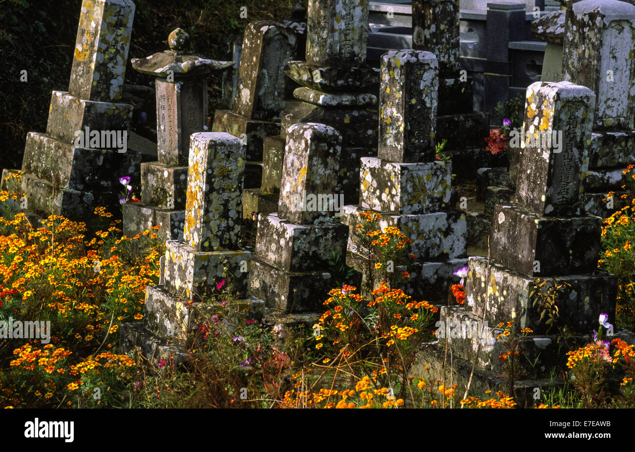 OLD HEADSTONES AND CEMETERY WITH MASSES OF FLOWERS IN JAPAN Stock Photo ...