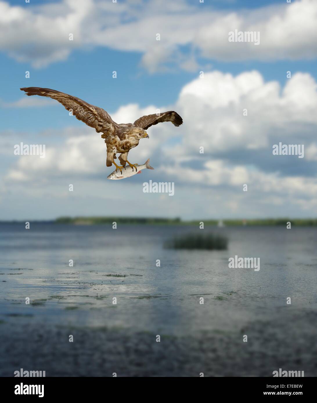 buzzard with fish on sky background Stock Photo - Alamy