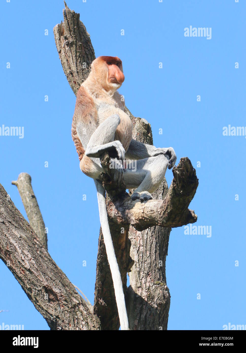 Borneo big nosed proboscis monkey hi-res stock photography and images ...