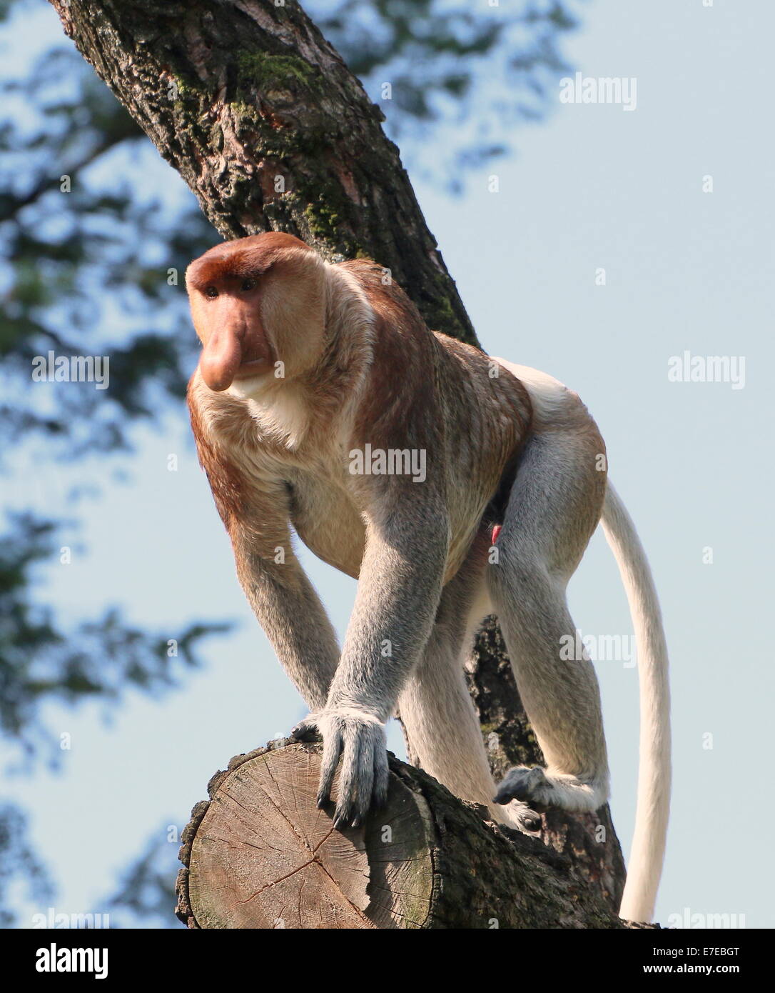 Mature Male Asian Proboscis or long nosed monkey (Nasalis larvatus ...