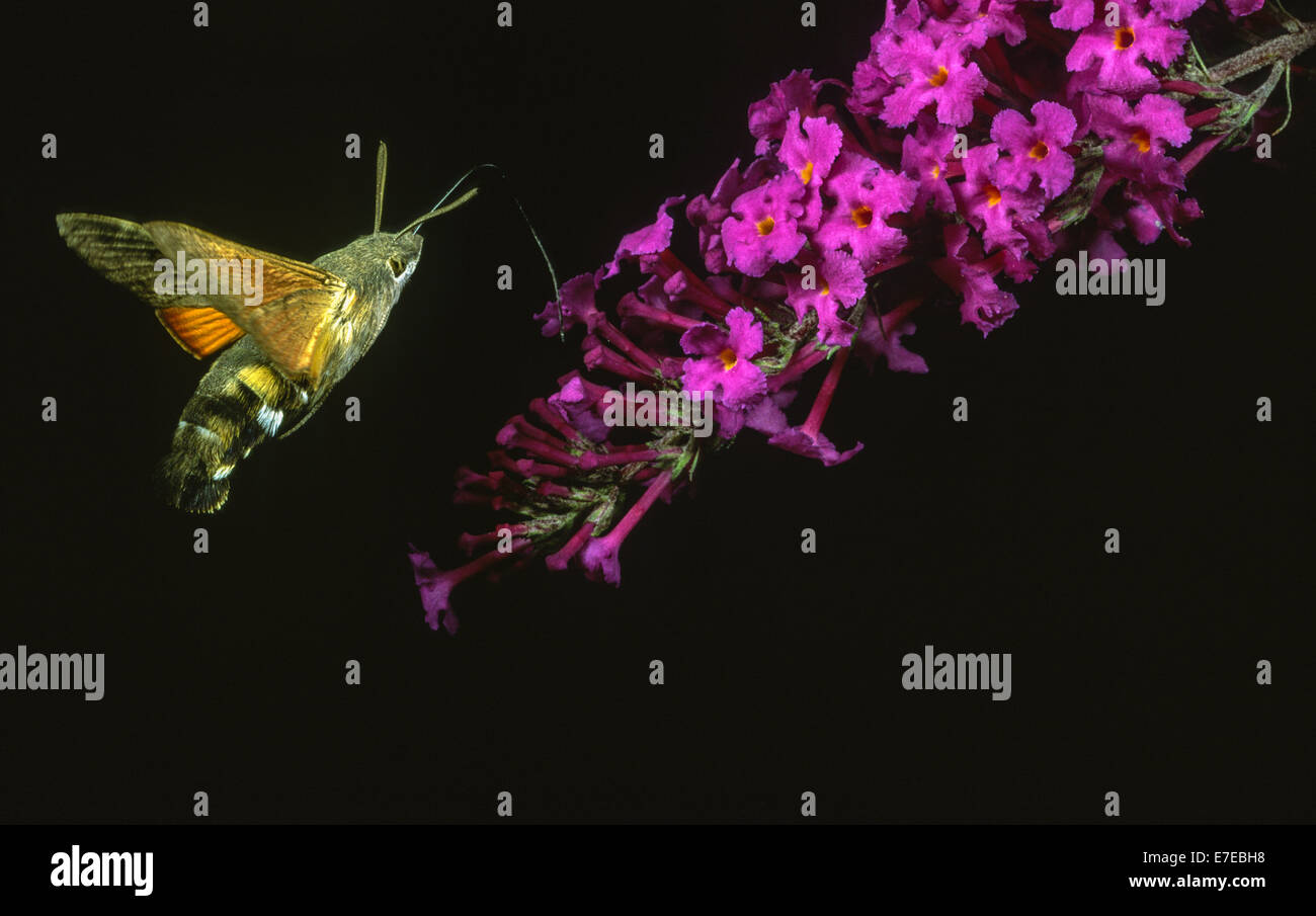 Hummingbird hawk moth flying hi-res stock photography and images - Alamy