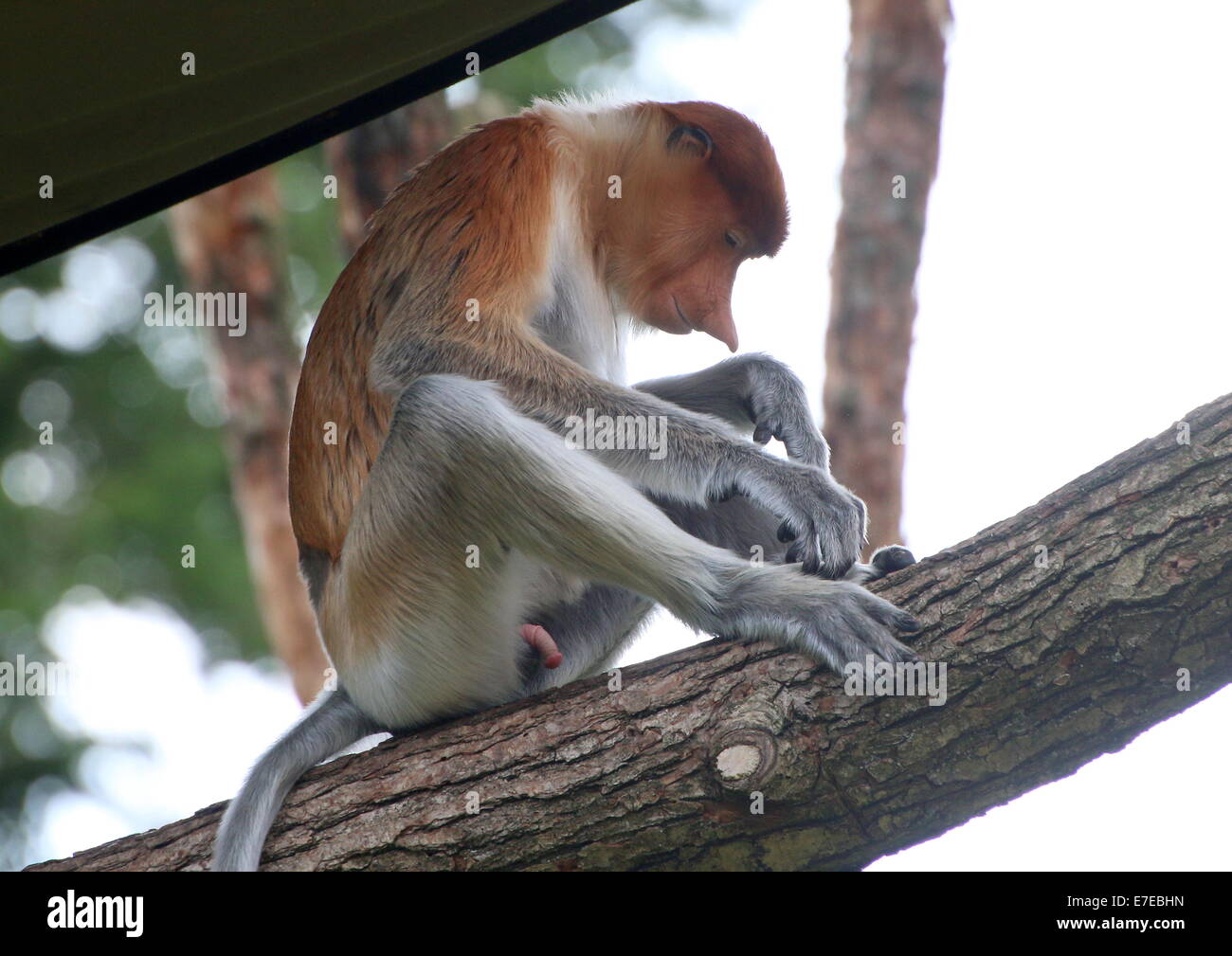 Proboscis monkey climbing tree hi-res stock photography and images - Alamy