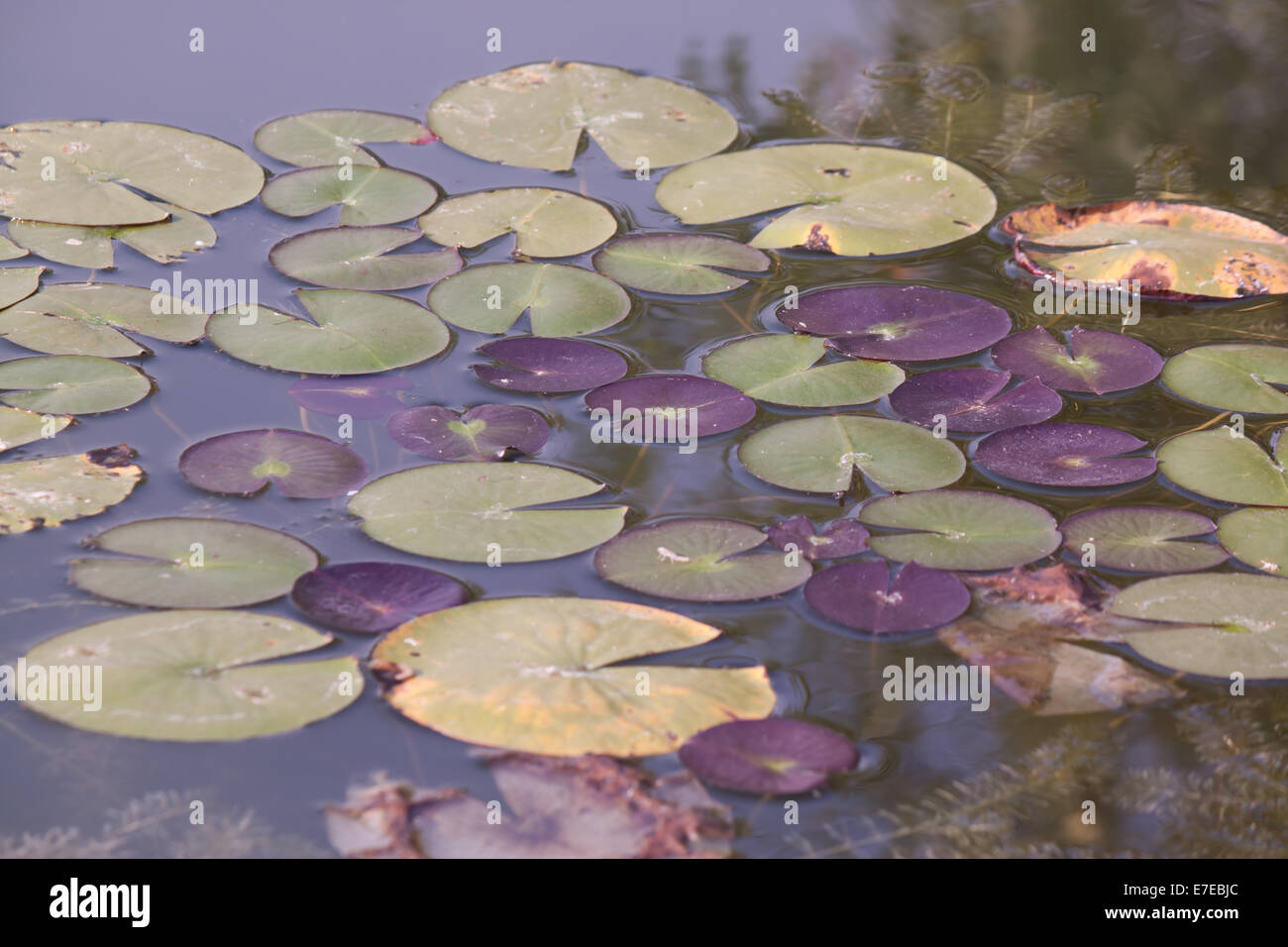 leaf of lotus in pond Stock Photo - Alamy