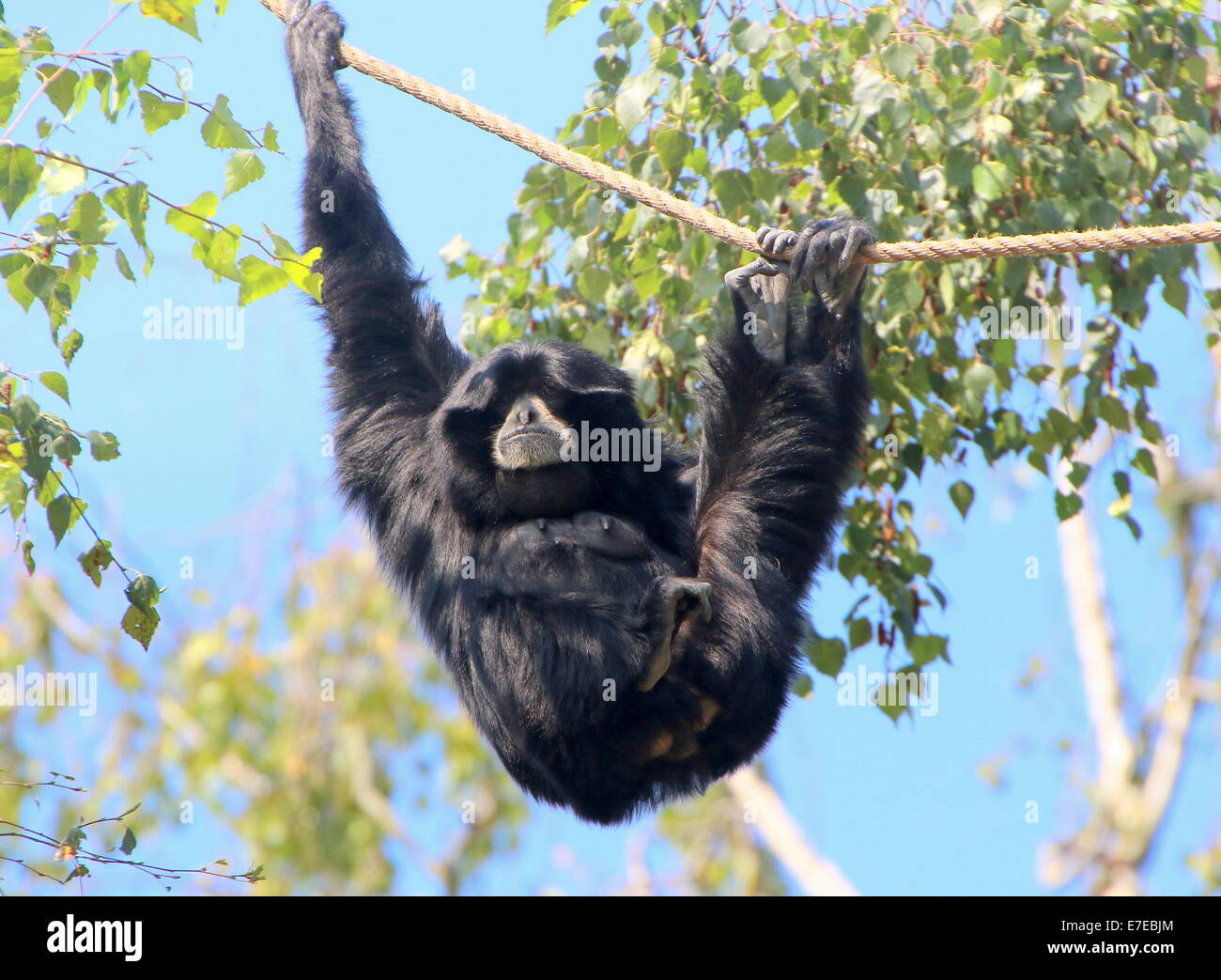 Female Southeast Asian Siamang gibbon hanging from ropes at Burgers Zoo ...