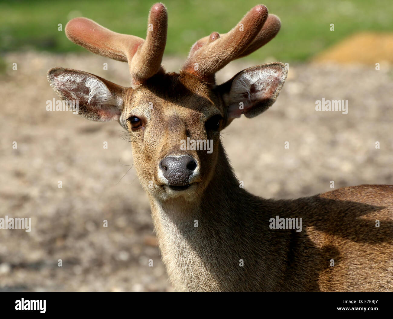 Close-up of the head and antlers of the South-East Asian Eld's deer ...