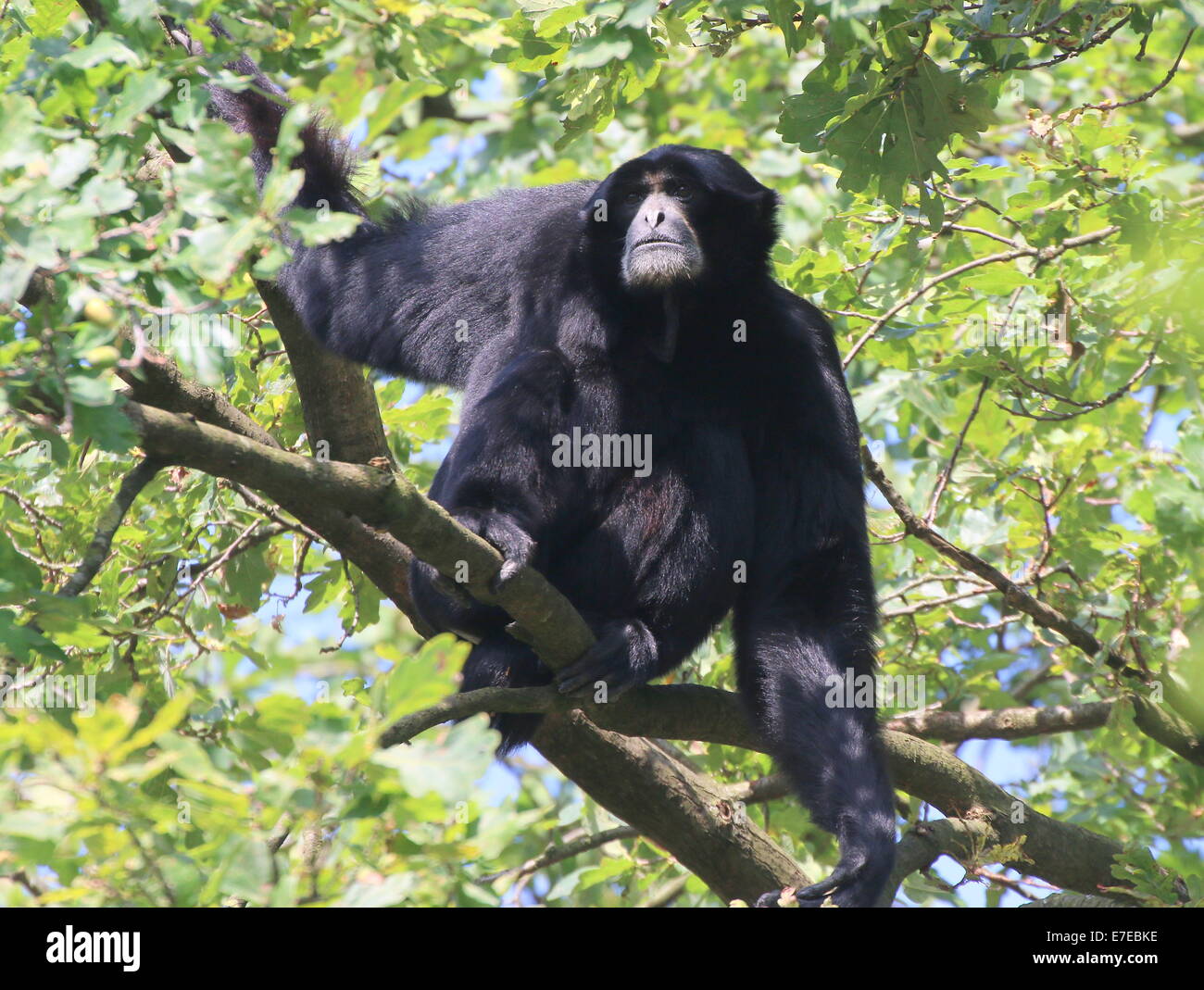 Siamang male hi-res stock photography and images - Alamy