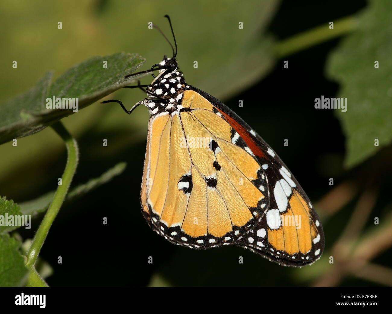 Plain Tiger or African Monarch butterfly (Danaus chrysippus Stock Photo ...