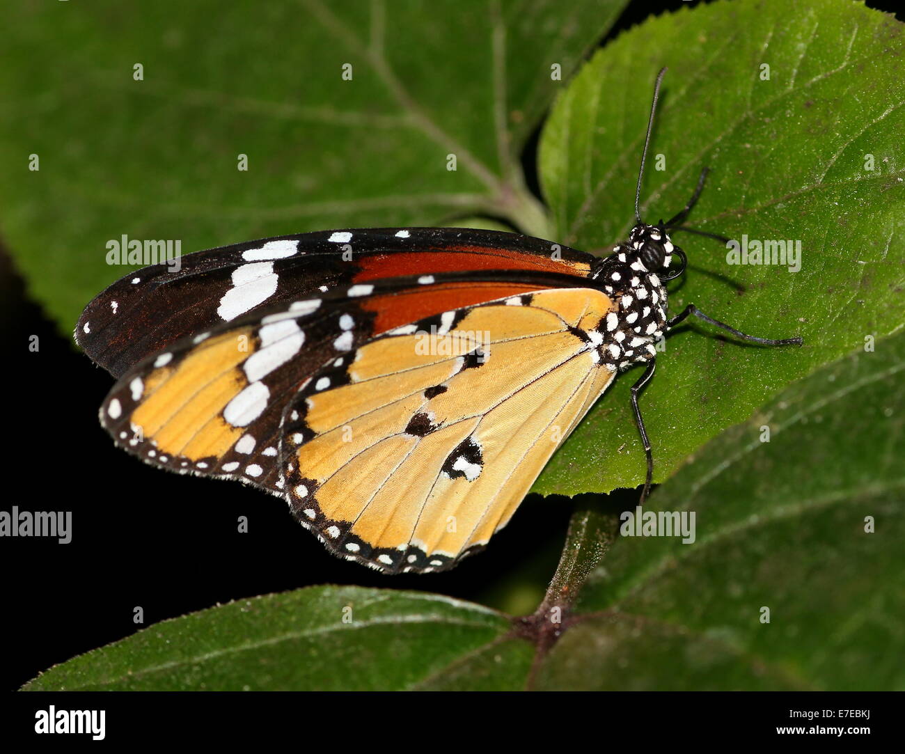 Plain Tiger or African Monarch butterfly (Danaus chrysippus Stock Photo ...