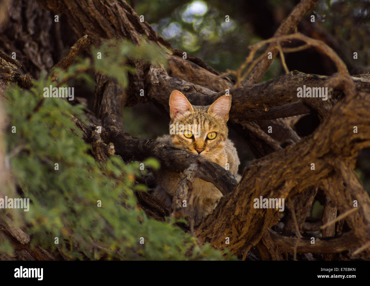 KALAHARI WILDCAT RESTING IN A TREE IN THE KALAHARI DESERT SOUTH AFRICA ...