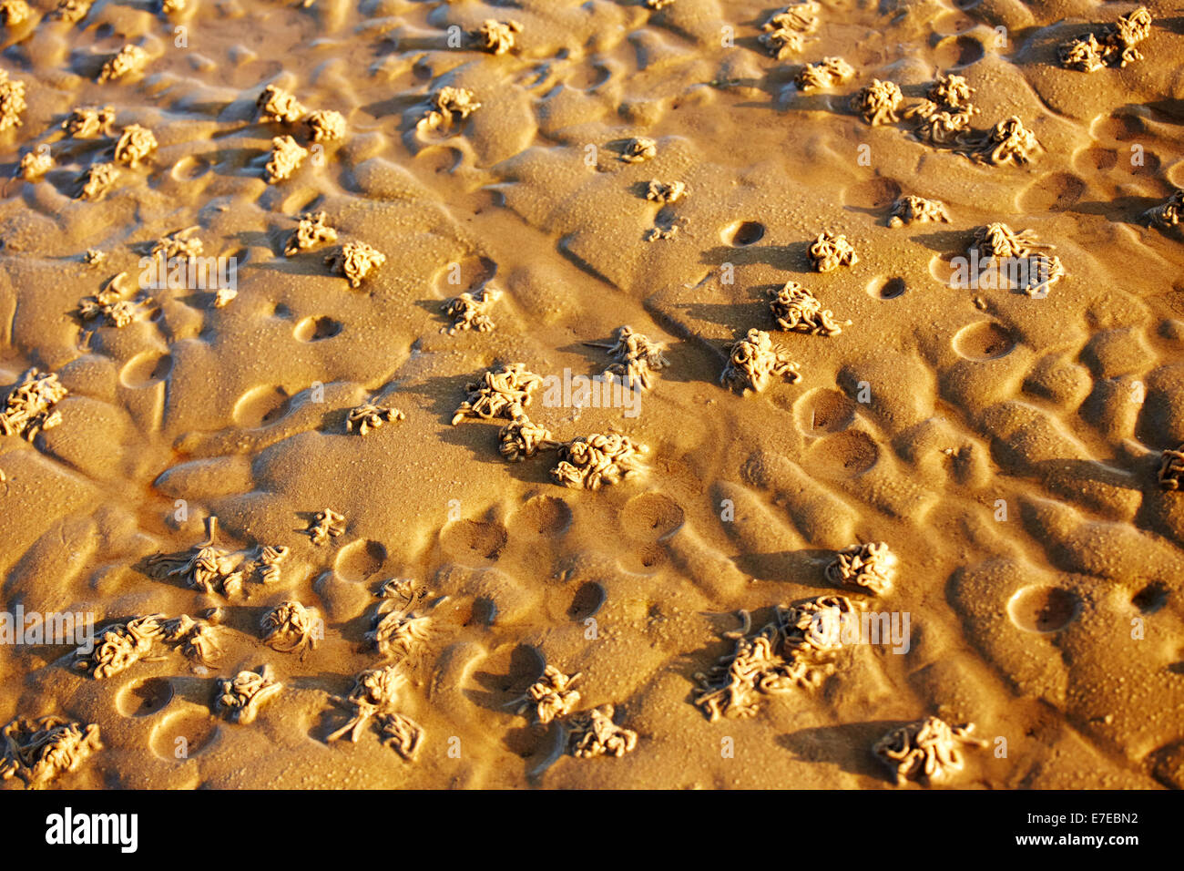 Lugworm casts on a beach at Wells next the Sea, Norfolk Stock Photo - Alamy