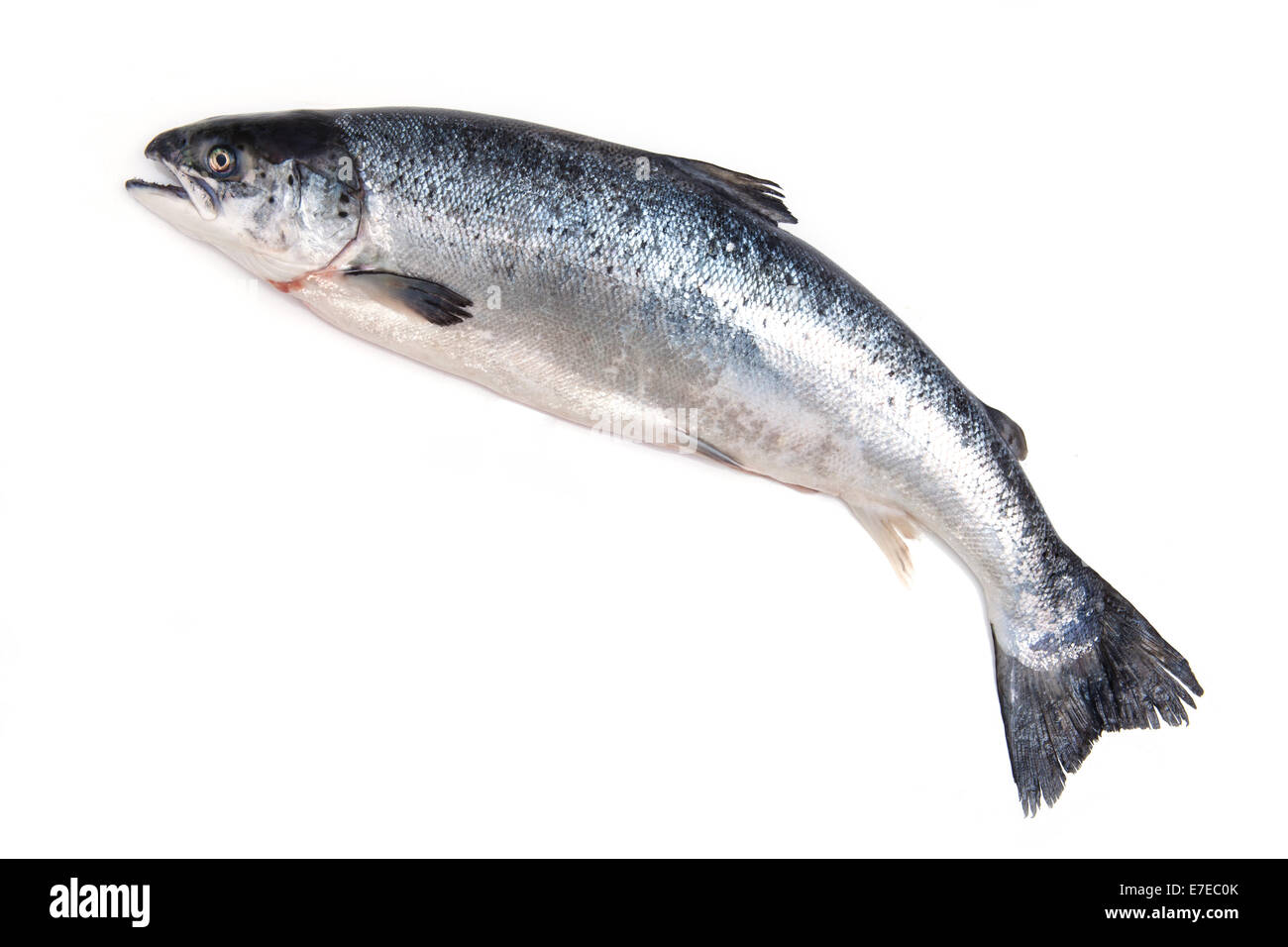 Scottish Atlantic Salmon (Salmo solar) whole fish, isolated on a white ...