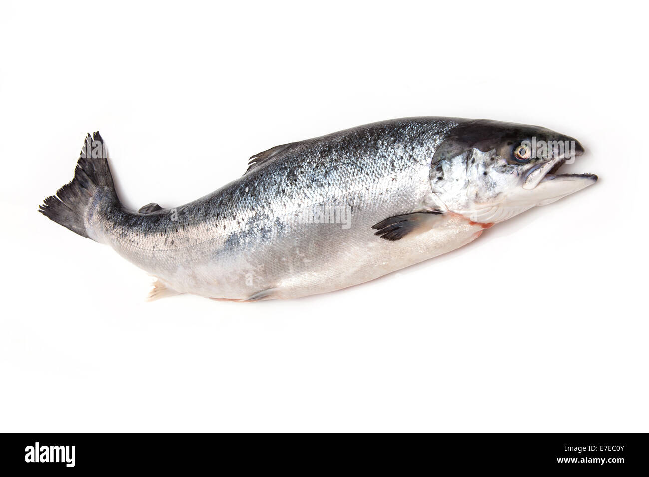 Scottish Atlantic Salmon (Salmo solar) whole fish, isolated on a white ...