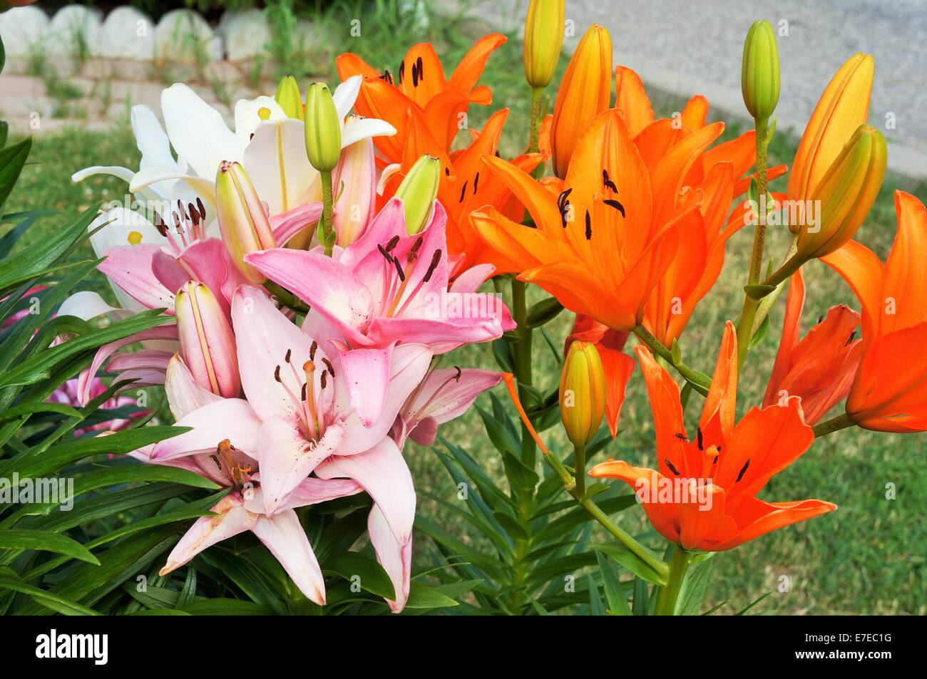 Lilly's in the garden Stock Photo - Alamy