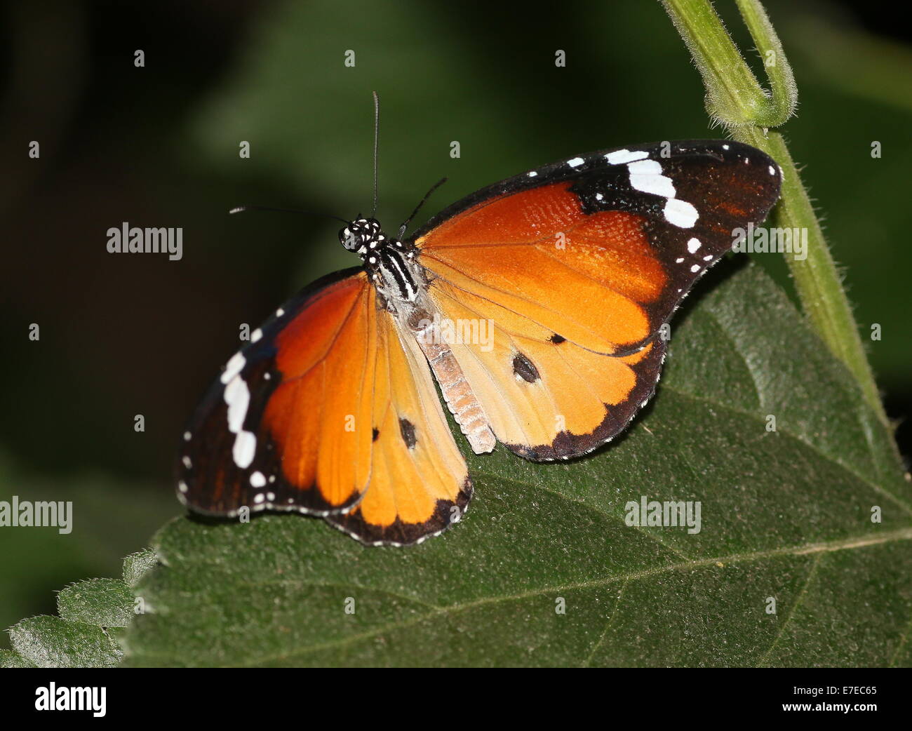 Plain Tiger or African Monarch butterfly (Danaus chrysippus Stock Photo ...