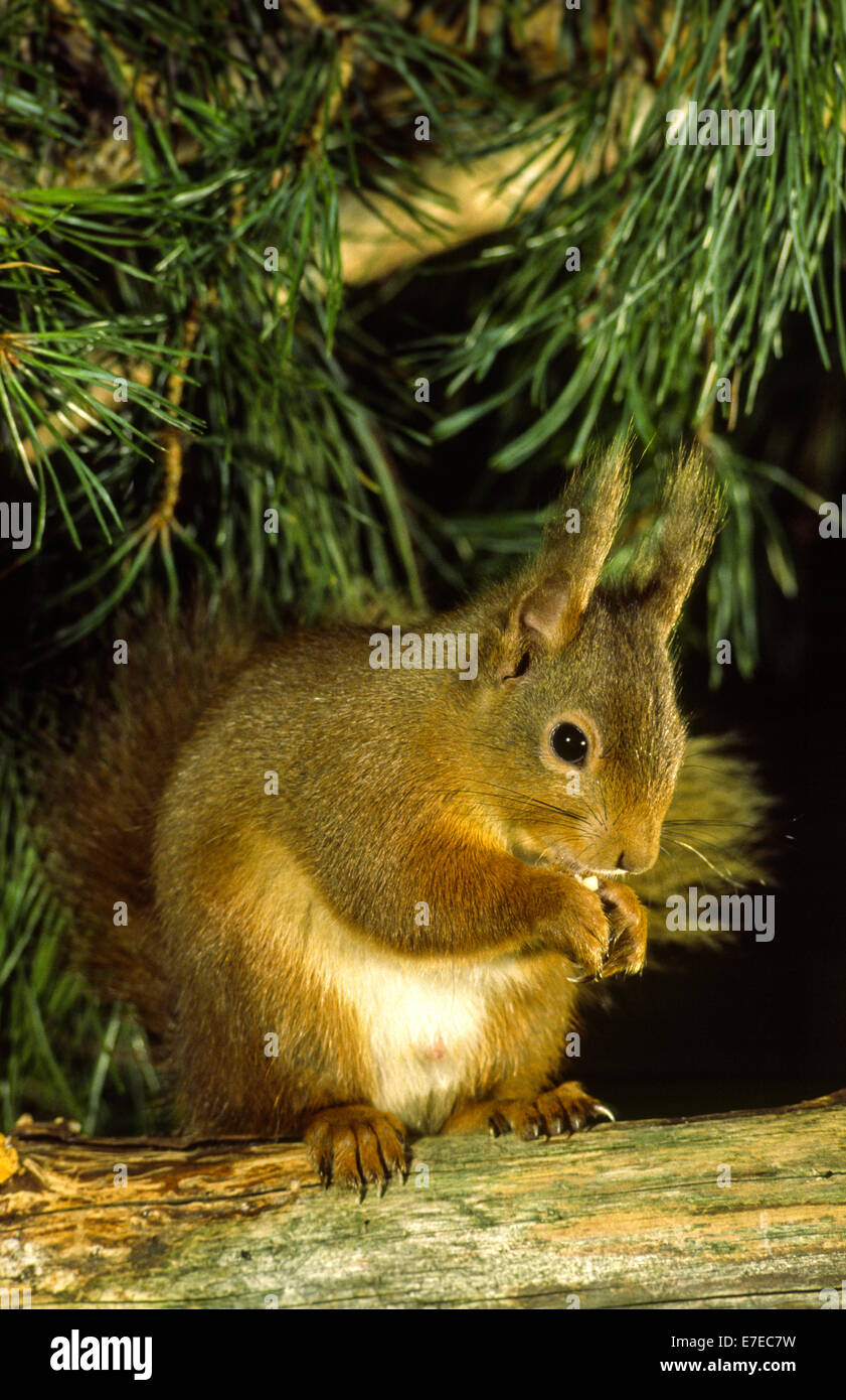 Sitting On Log Eating Nuts High Resolution Stock Photography and Images ...