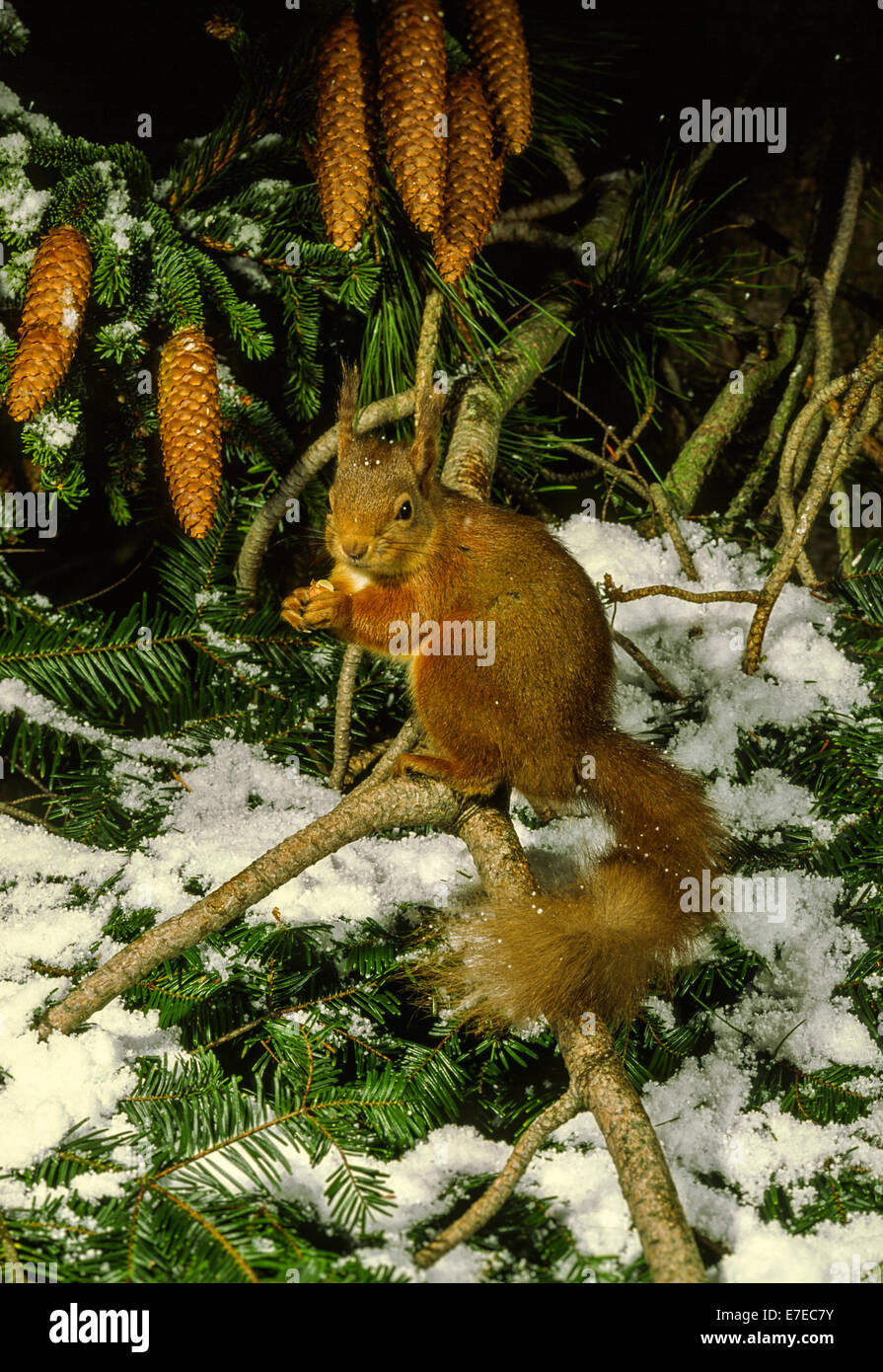 Red squirrel eating a nut in his paws hi-res stock photography and ...