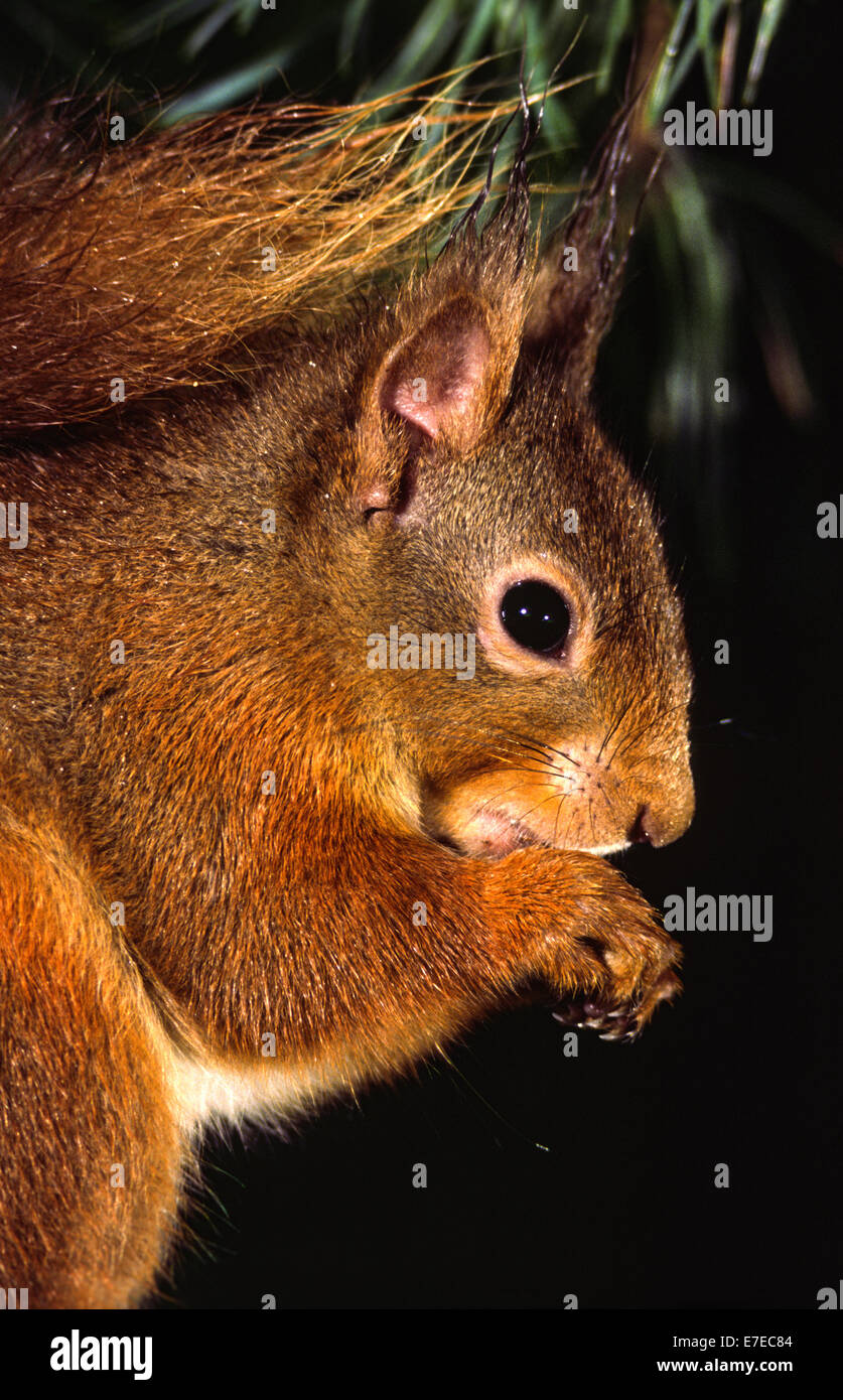 Red squirrel head hi-res stock photography and images - Alamy