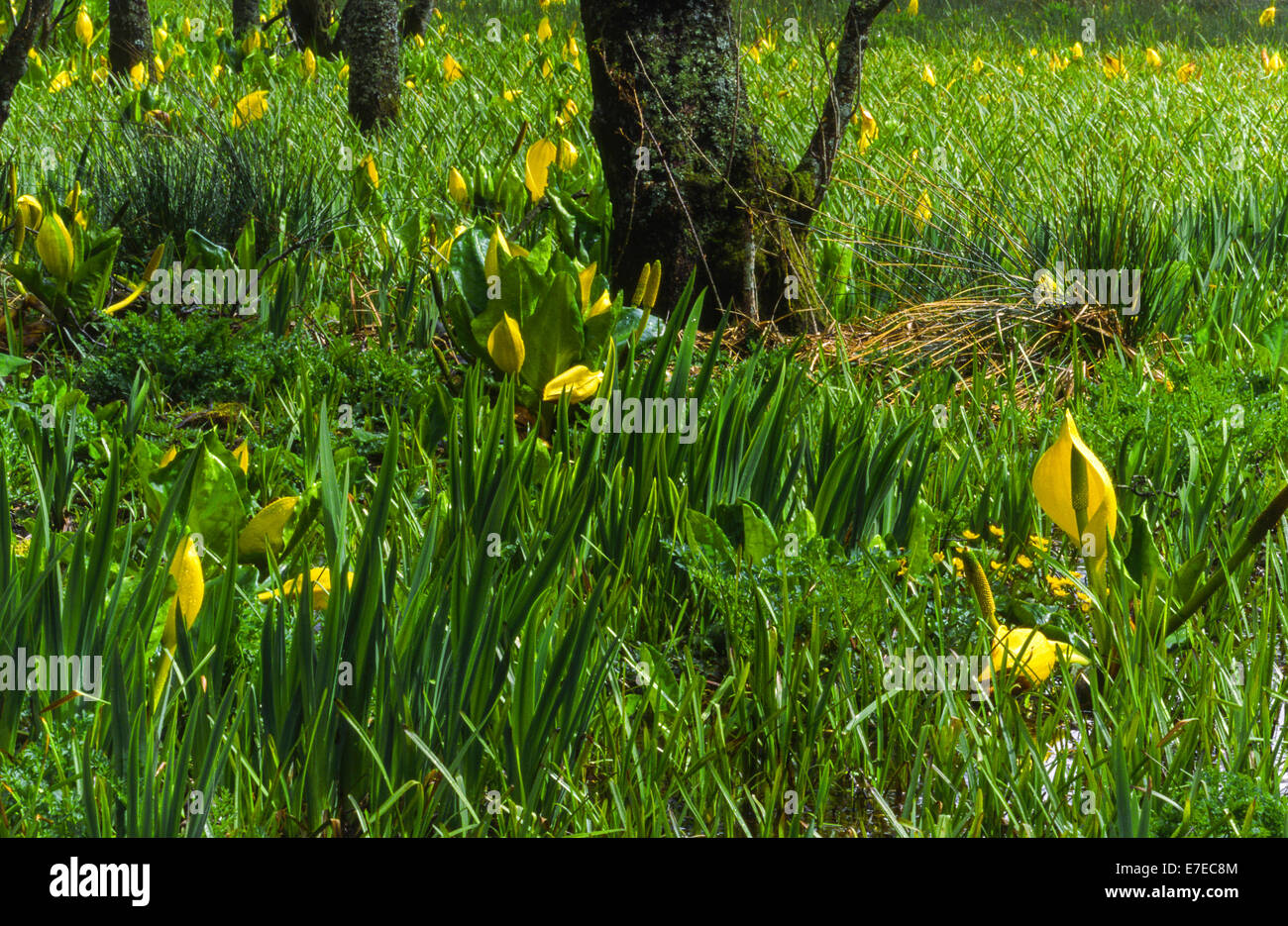 SKUNK CABBAGES [ Lysichiton americanus ] GROWING WILD IN MARSHLAND ...