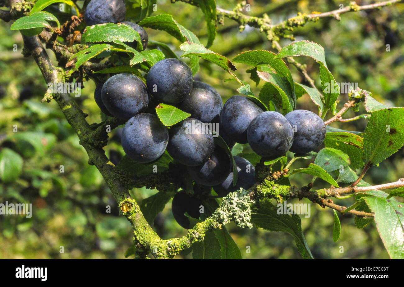 SLOE BERRIES [ PRUNUS SPINOSA ] RIPENING IN AUTUMN ON A BUSH Stock ...