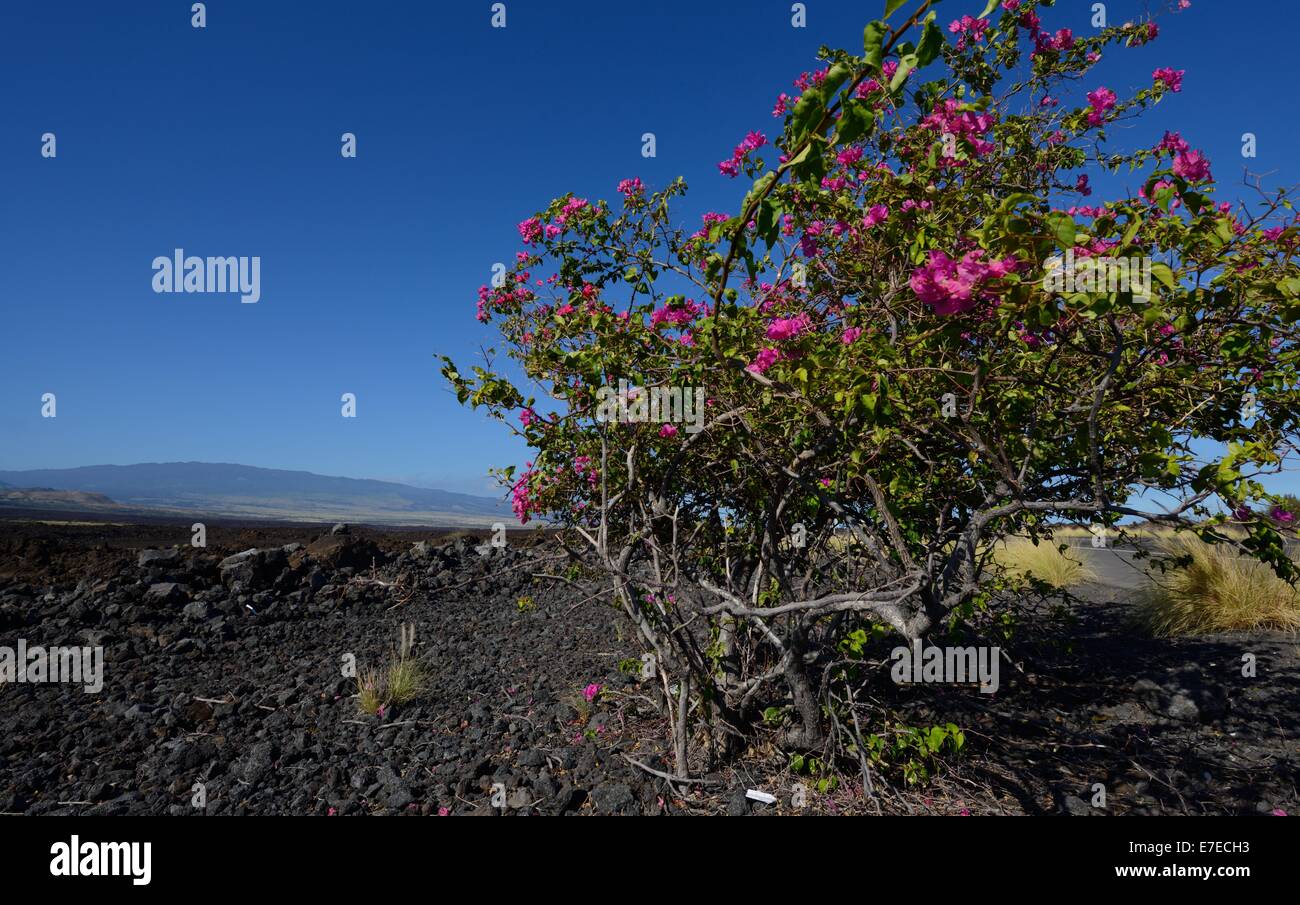 Mouna hi-res stock photography and images - Alamy
