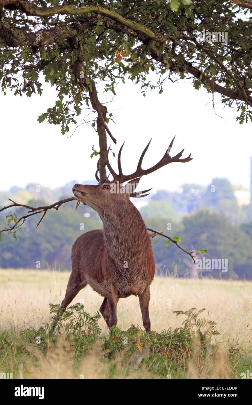 Richmond Park, SW London, England, UK. 15th September 2014. UK Weather ...