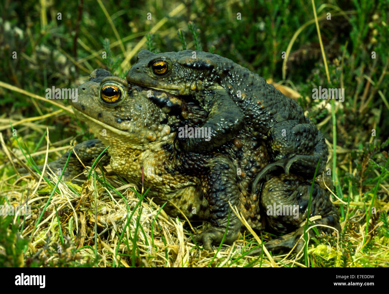 Reproduction of common toads hi-res stock photography and images - Alamy