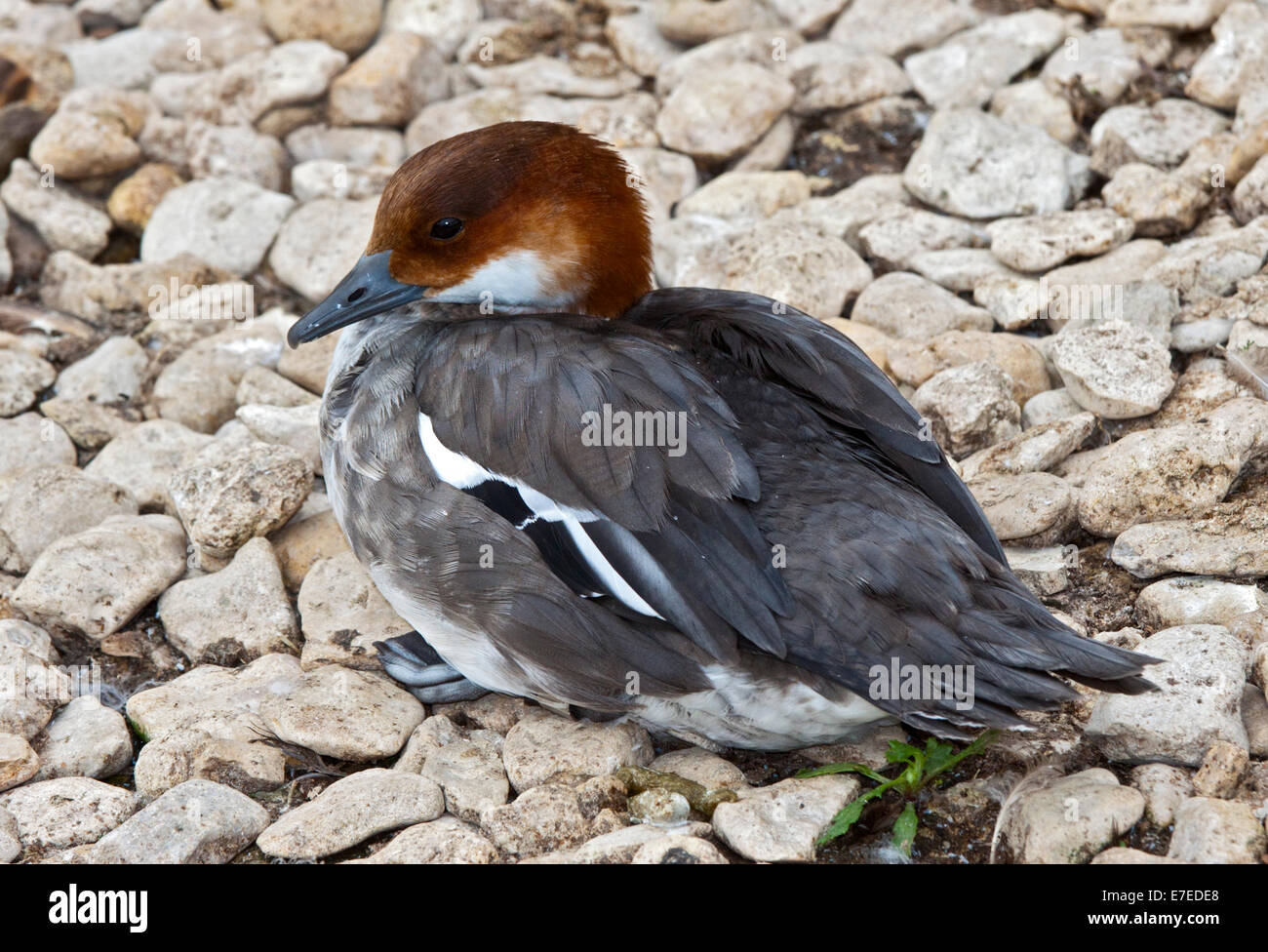 Smew Duck female ( mergellus albellus Stock Photo - Alamy