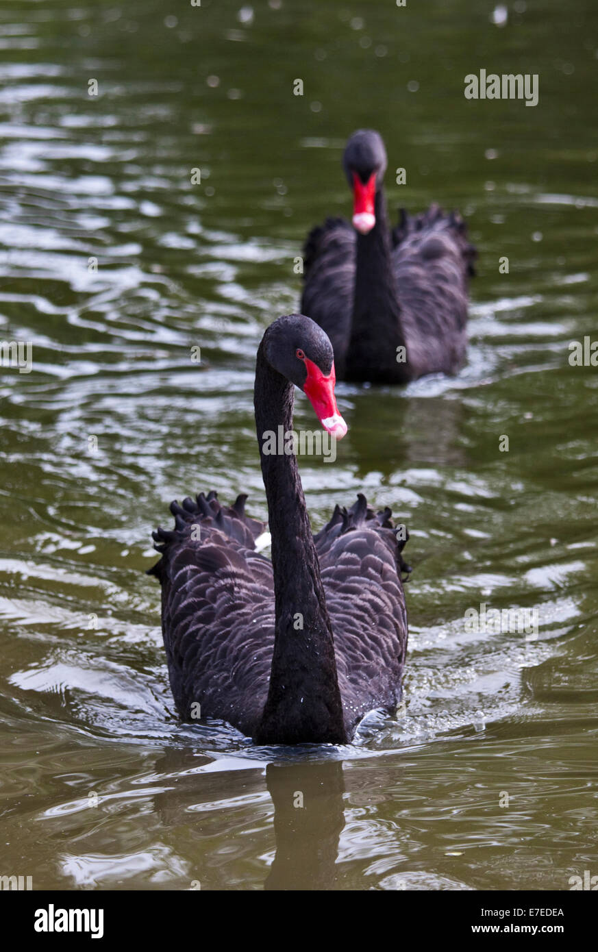 Black swans, australia hi-res stock photography and images - Alamy