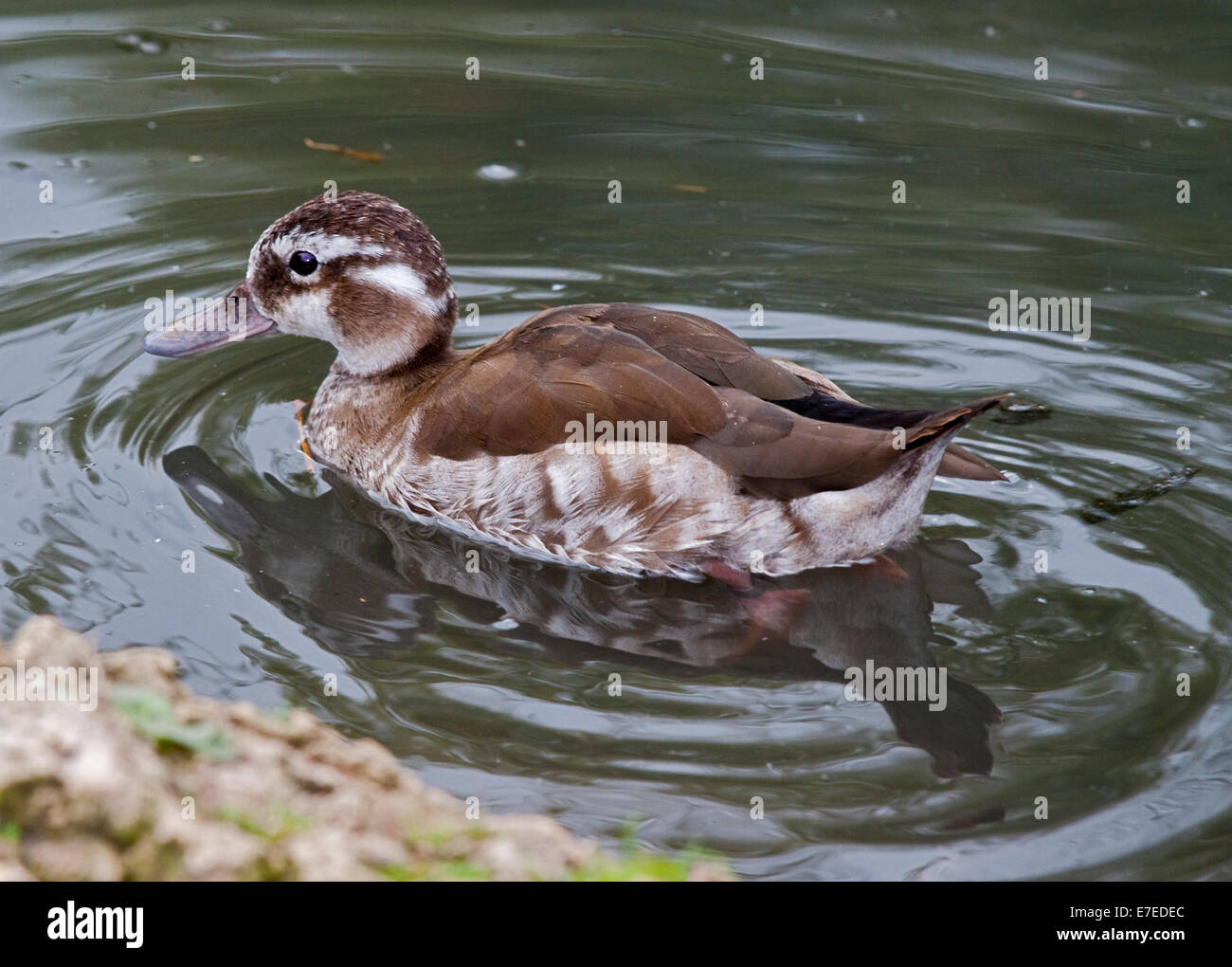 Ringed Teal female (callonetta leucophrys Stock Photo - Alamy