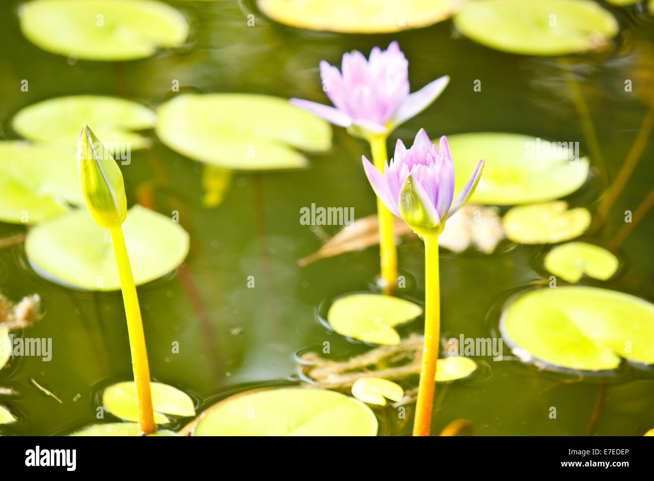 lovely lotus in pond Stock Photo - Alamy