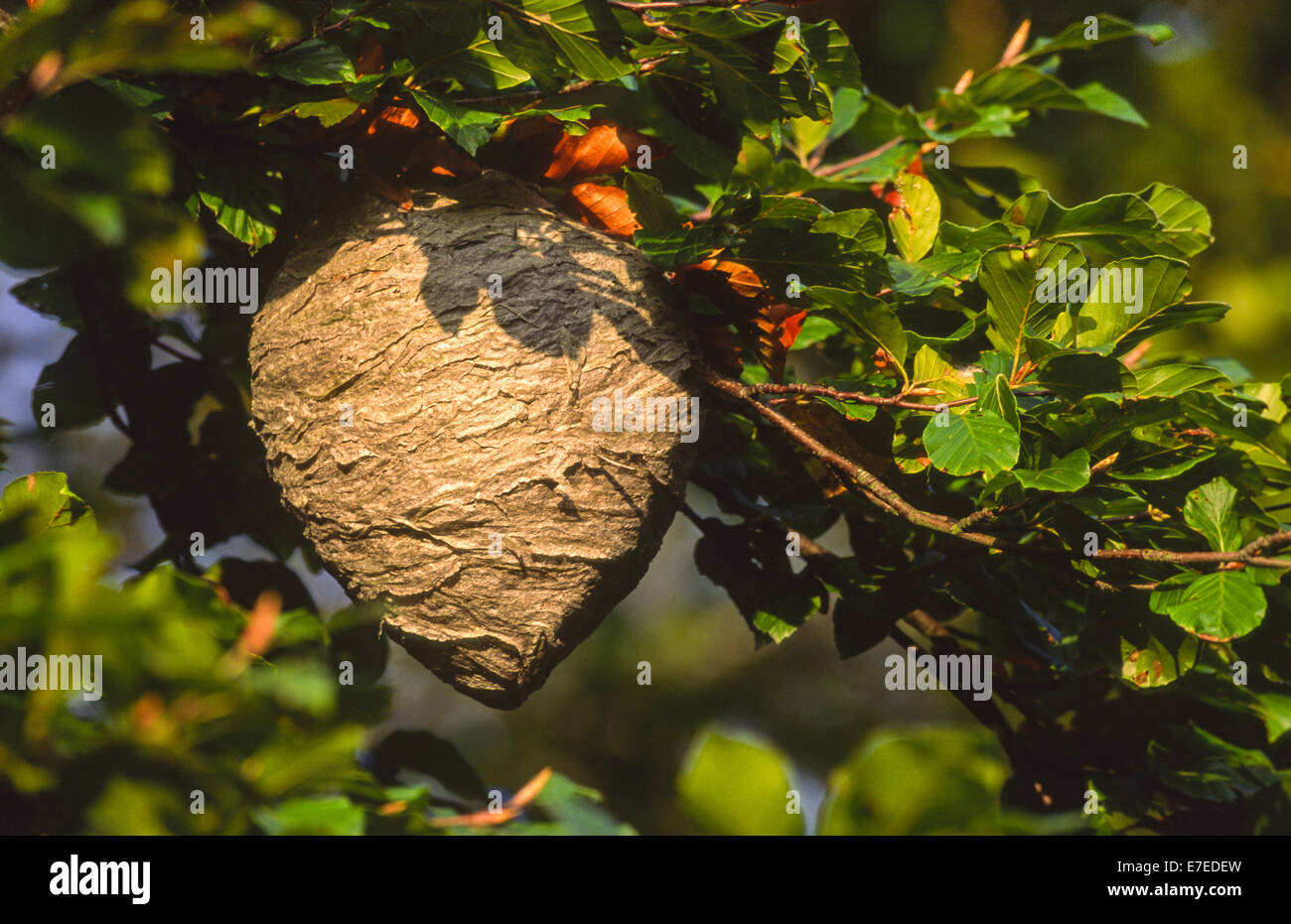 Wasp wasps nest insect hanging hi-res stock photography and images - Alamy Wasp wasps nest insect hanging hi-res stock photography and images - Alamy