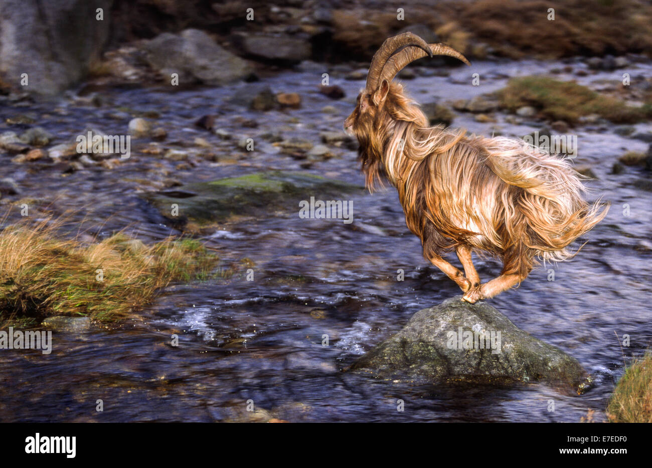 Jump mountain rock leap hi-res stock photography and images - Alamy