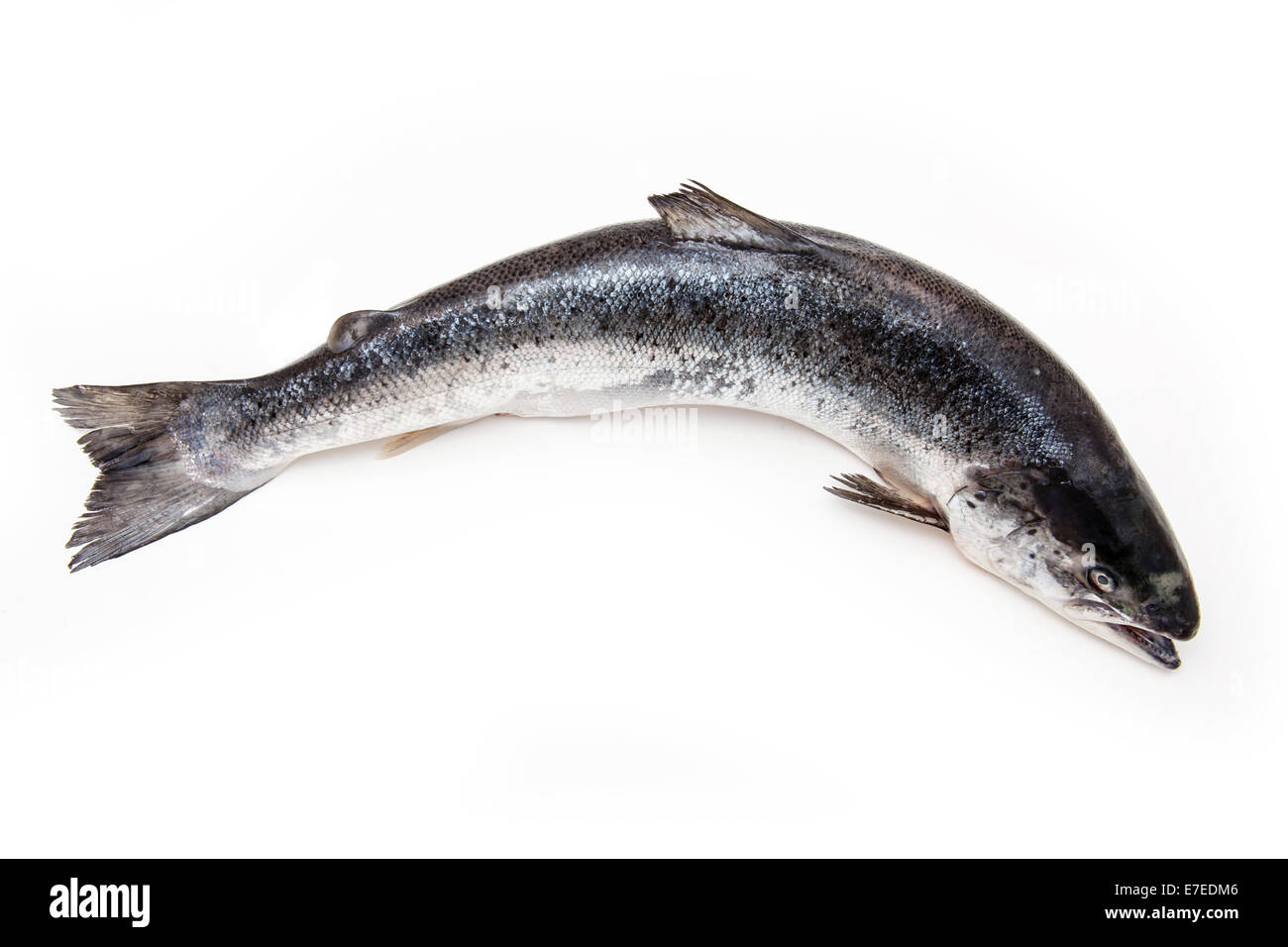 Scottish Atlantic Salmon (Salmo solar) whole fish, isolated on a white ...