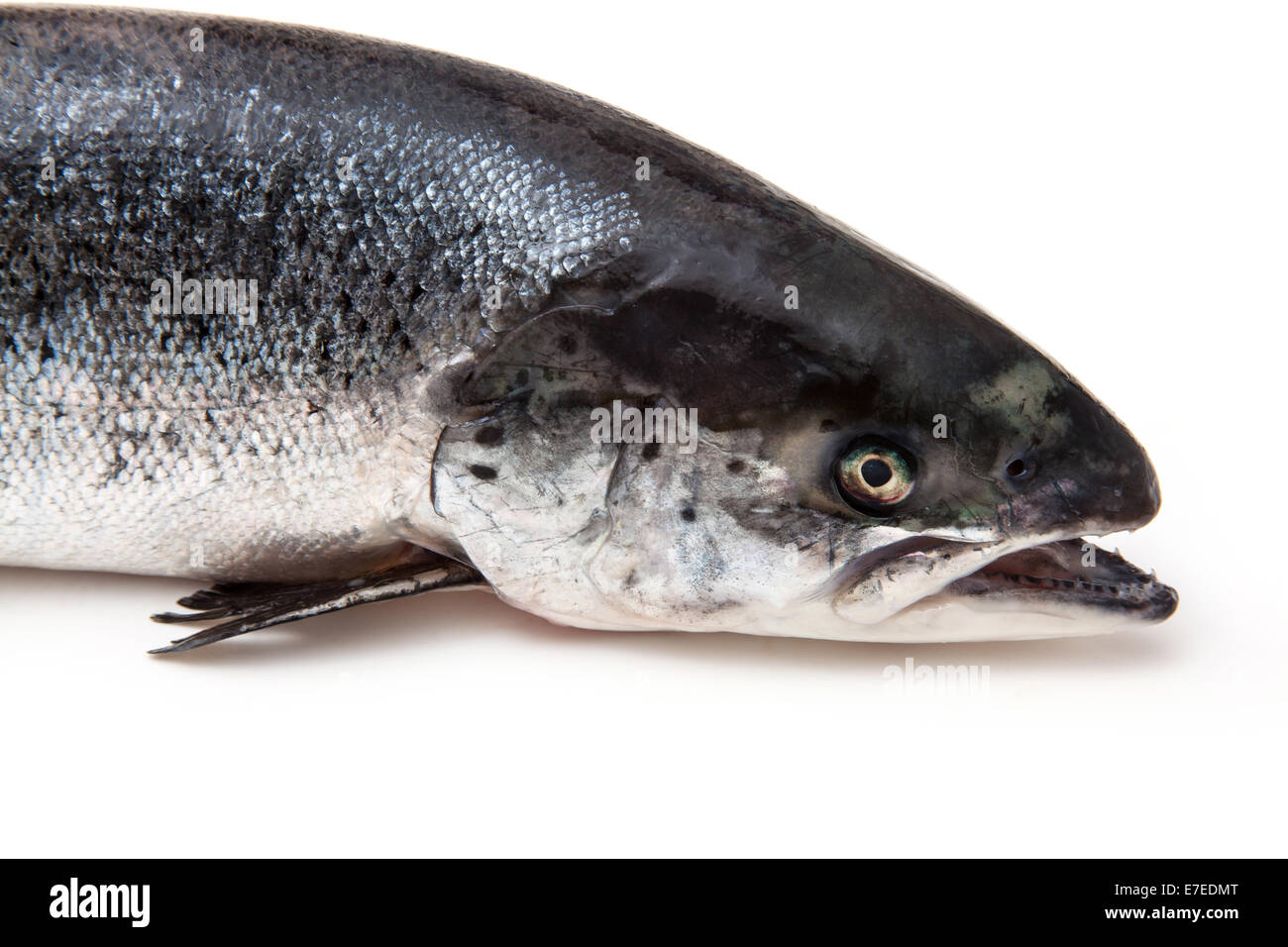 Scottish Atlantic Salmon (Salmo solar) whole fish, isolated on a white ...